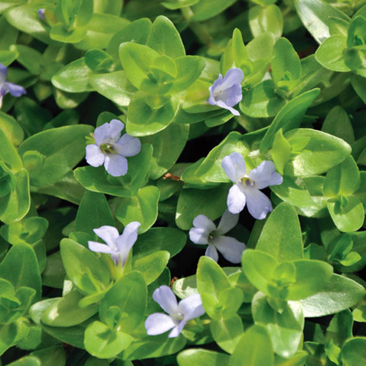Bacopa caroliniana - Carolina Bacopa - Aquatic plant