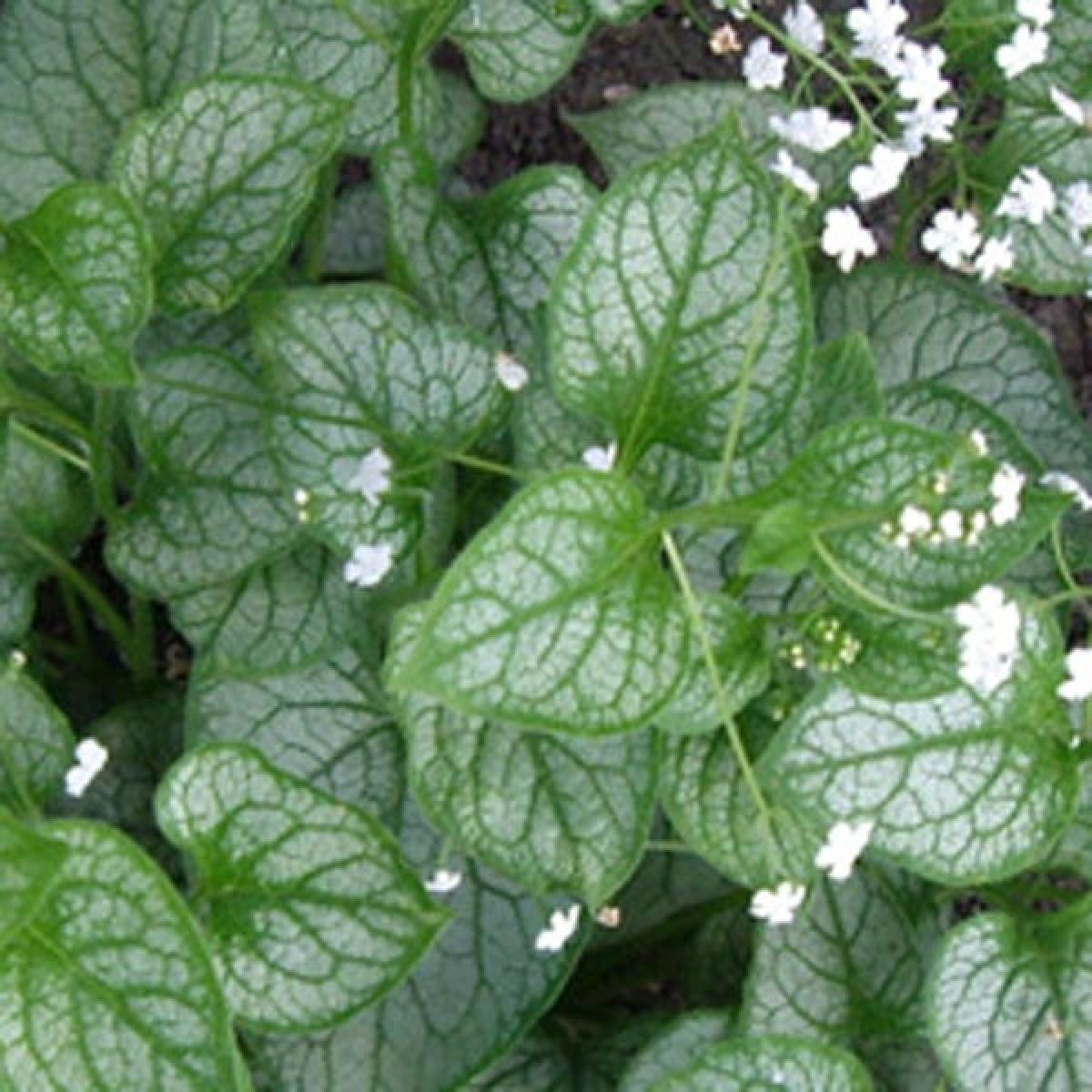 Brunnera macrophylla Mr Morse – Giant Forget-me-not with white flowers ...