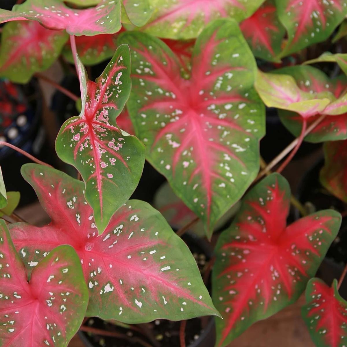 Caladium 'Red Flash' - Bulb - Green leaves maculated with bright red.