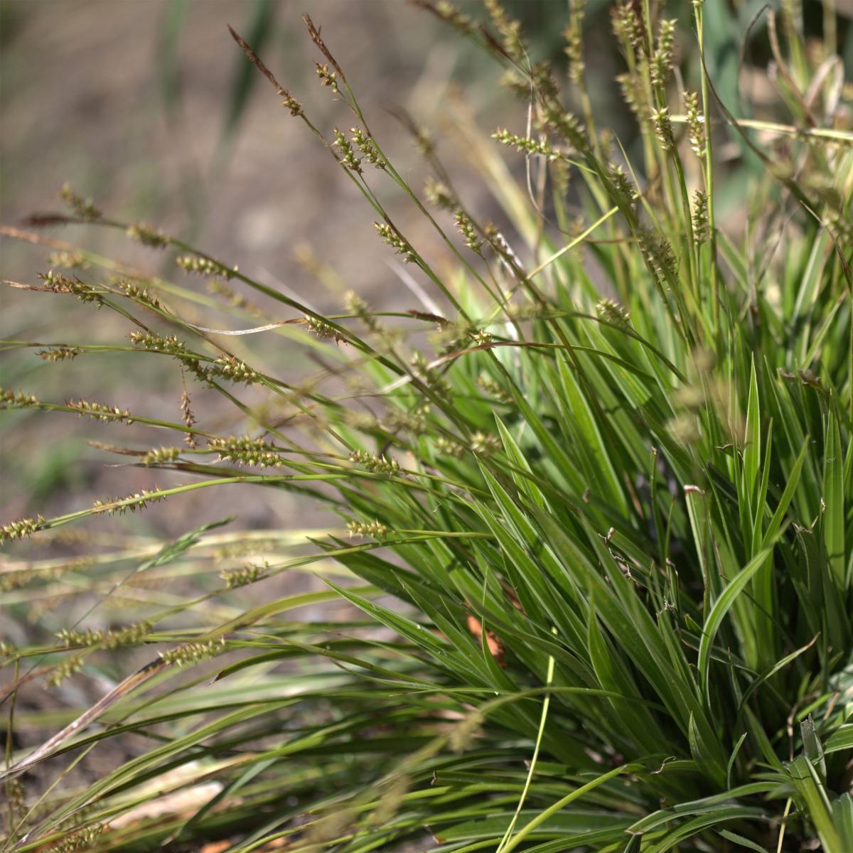 Carex morrowii Variegata - Evergreen grass with white veined foliage.