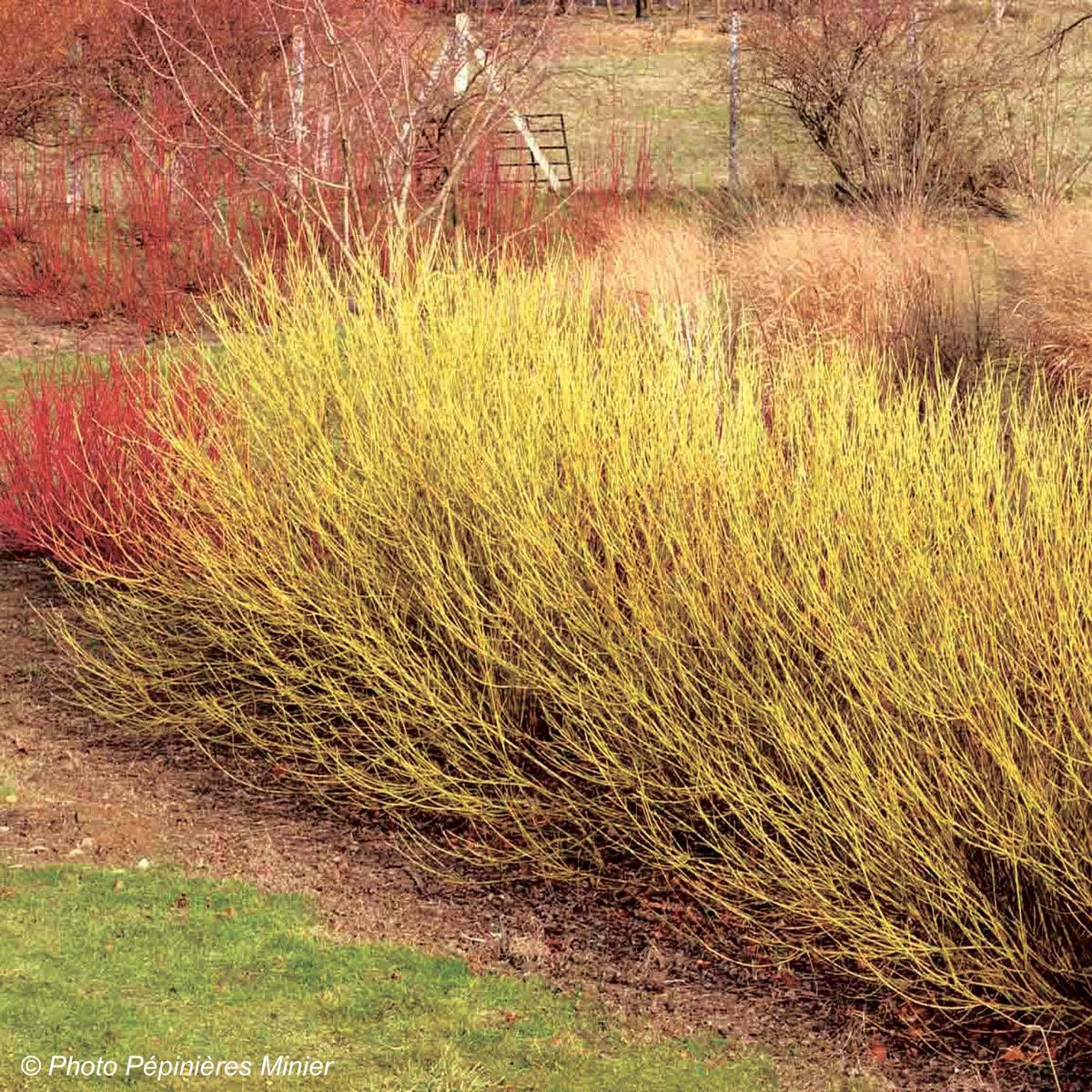 Cornus stolonifera 'Flaviramea' - dogwood with bright yellow stems.
