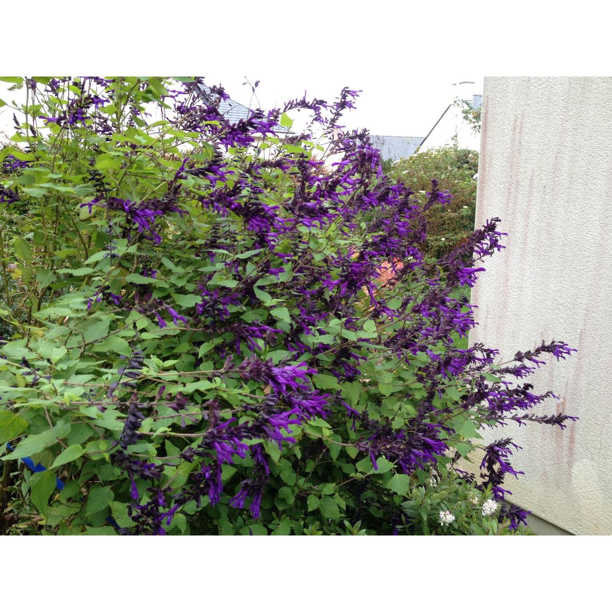 Shrubby Sage - Salvia guaranitica Black and Blue