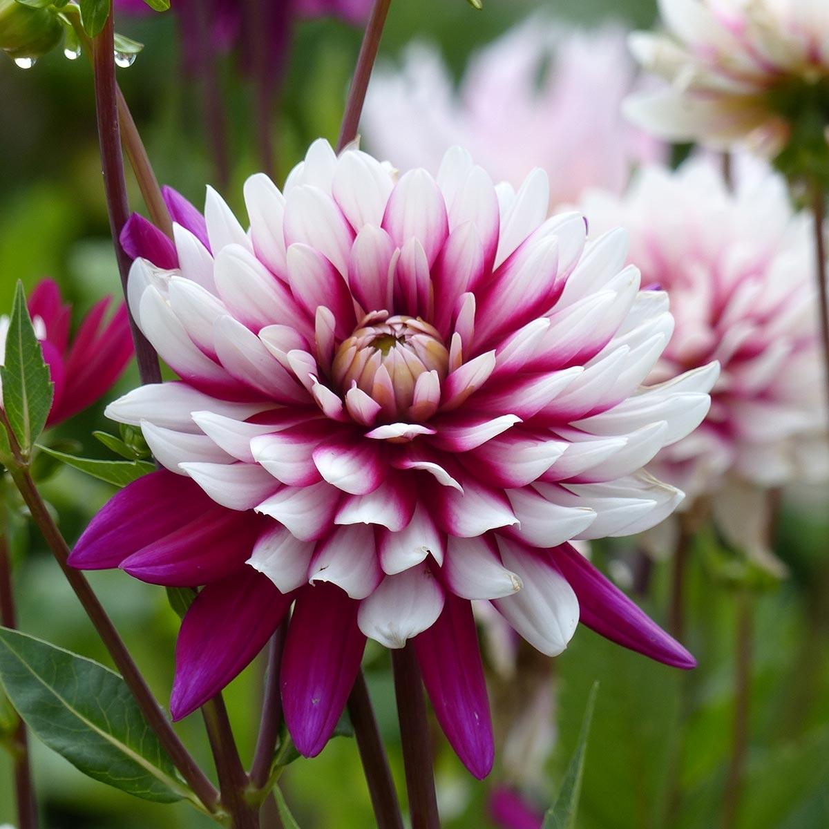 Dahlia 'Rebecca's World' - Combines white and purple bicolour flowers.