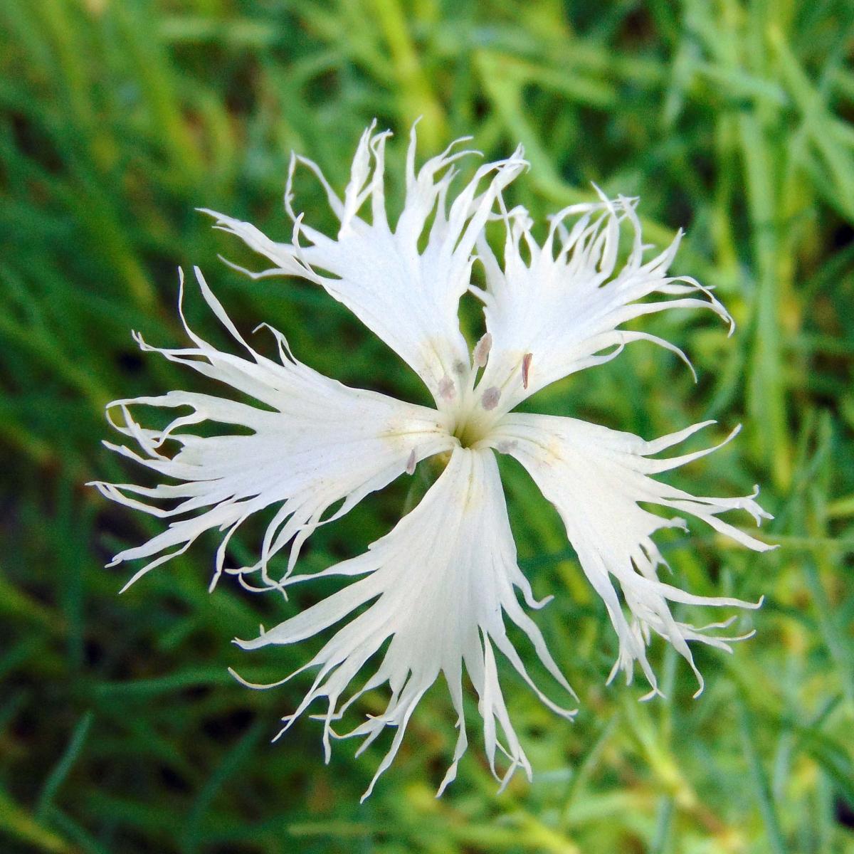 Dianthus arenarius - A pure white flowering sand pink