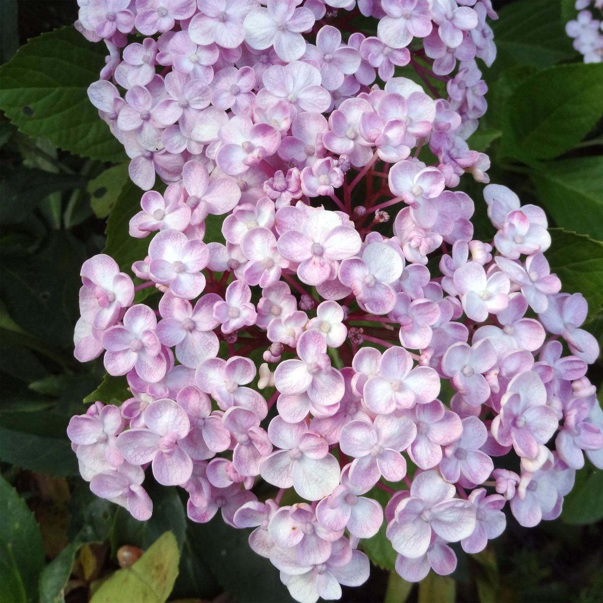 Hydrangea macrophylla Ayesha - Lilac-pink to lavender-blue hydrangea