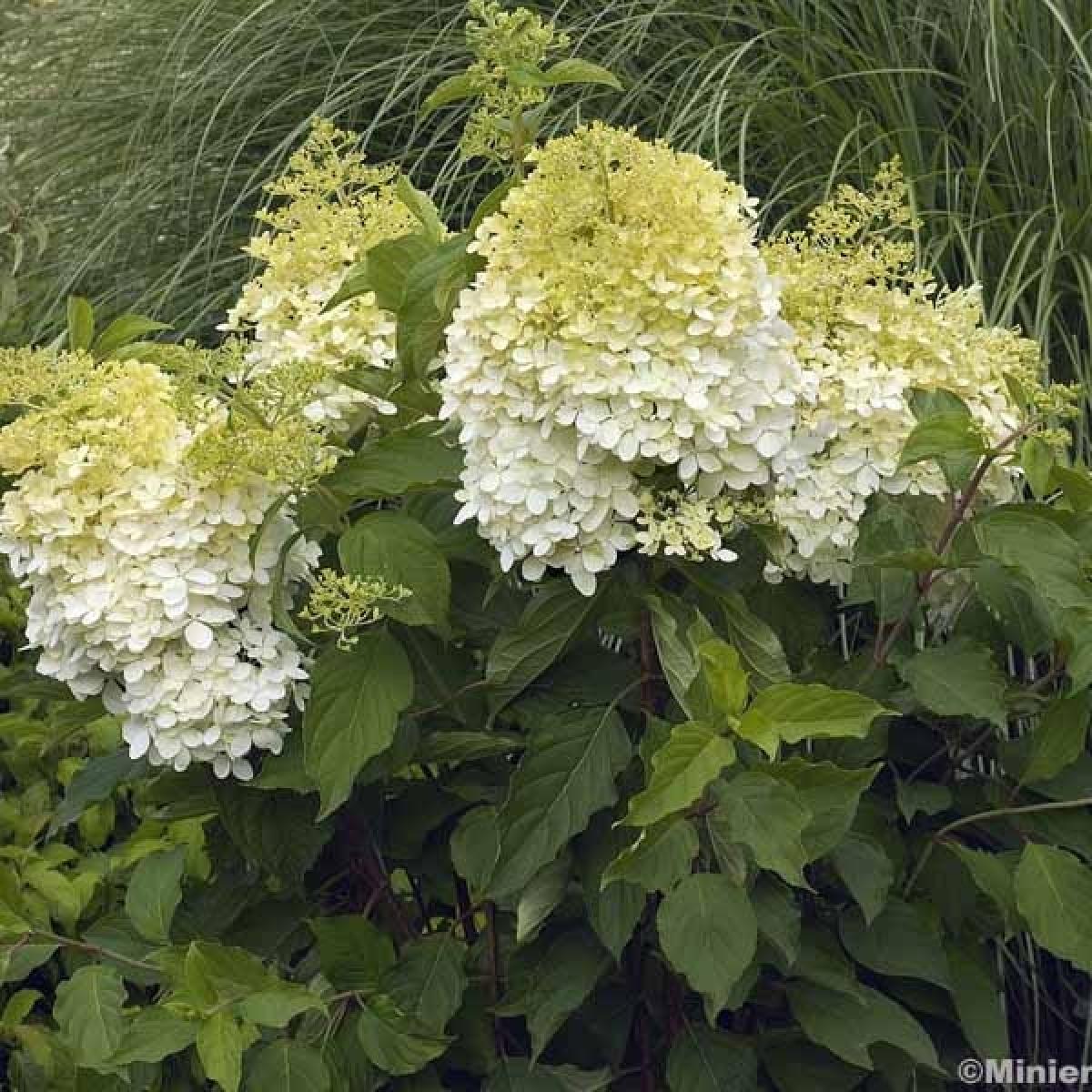 Hydrangea paniculata Phantom - with giant white flowers.