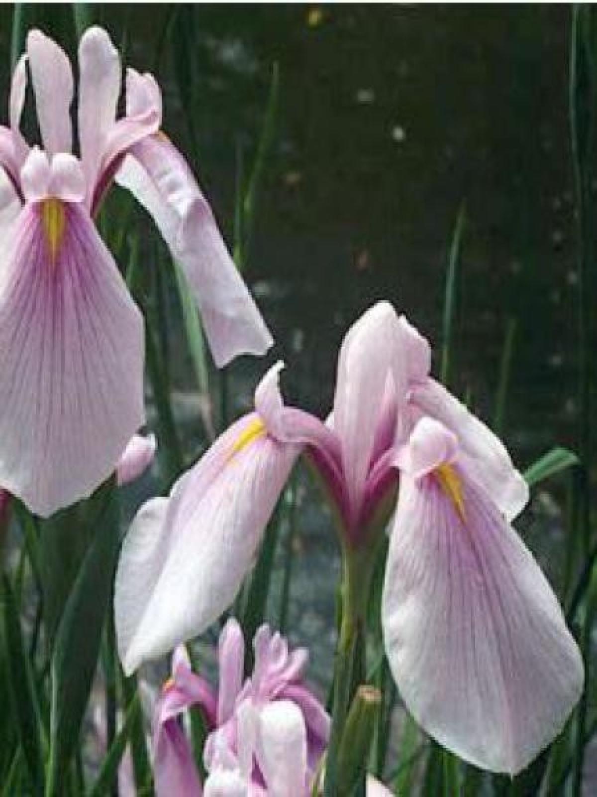 Iris ensata Rose Queen - Japanese Water Iris