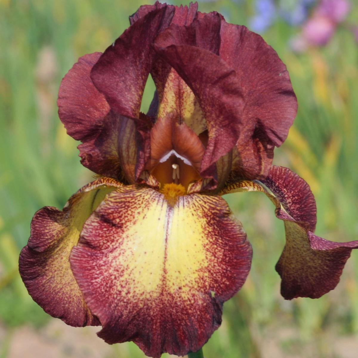 Iris Provençal (TB) - Wine-red and yellow iris.