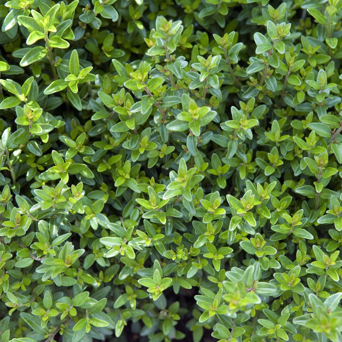 Lonicera nitida Tidy Tips - Box Honeysuckle