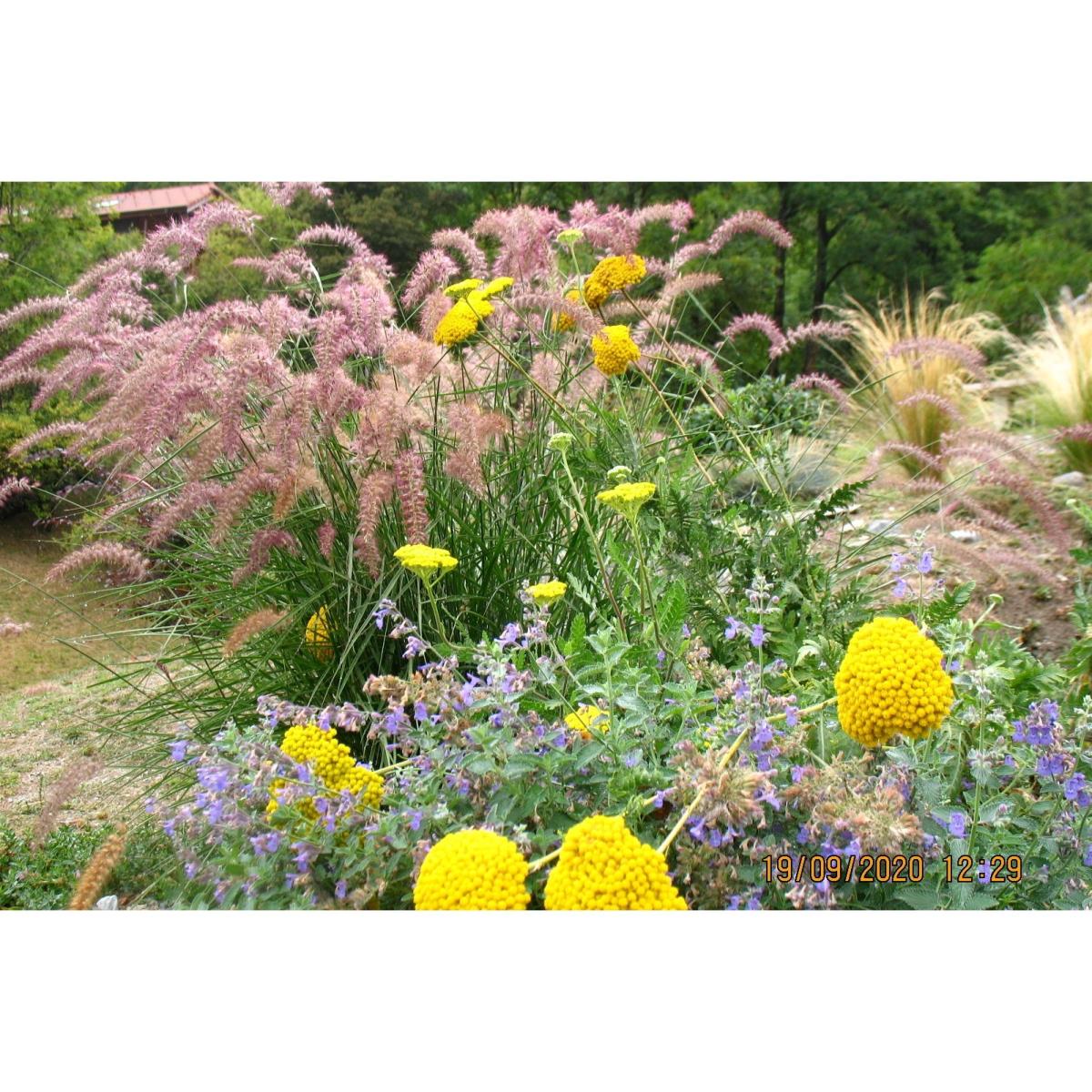 Pennisetum orientale Karley Rose - Oriental fountain grass - Perennial ...