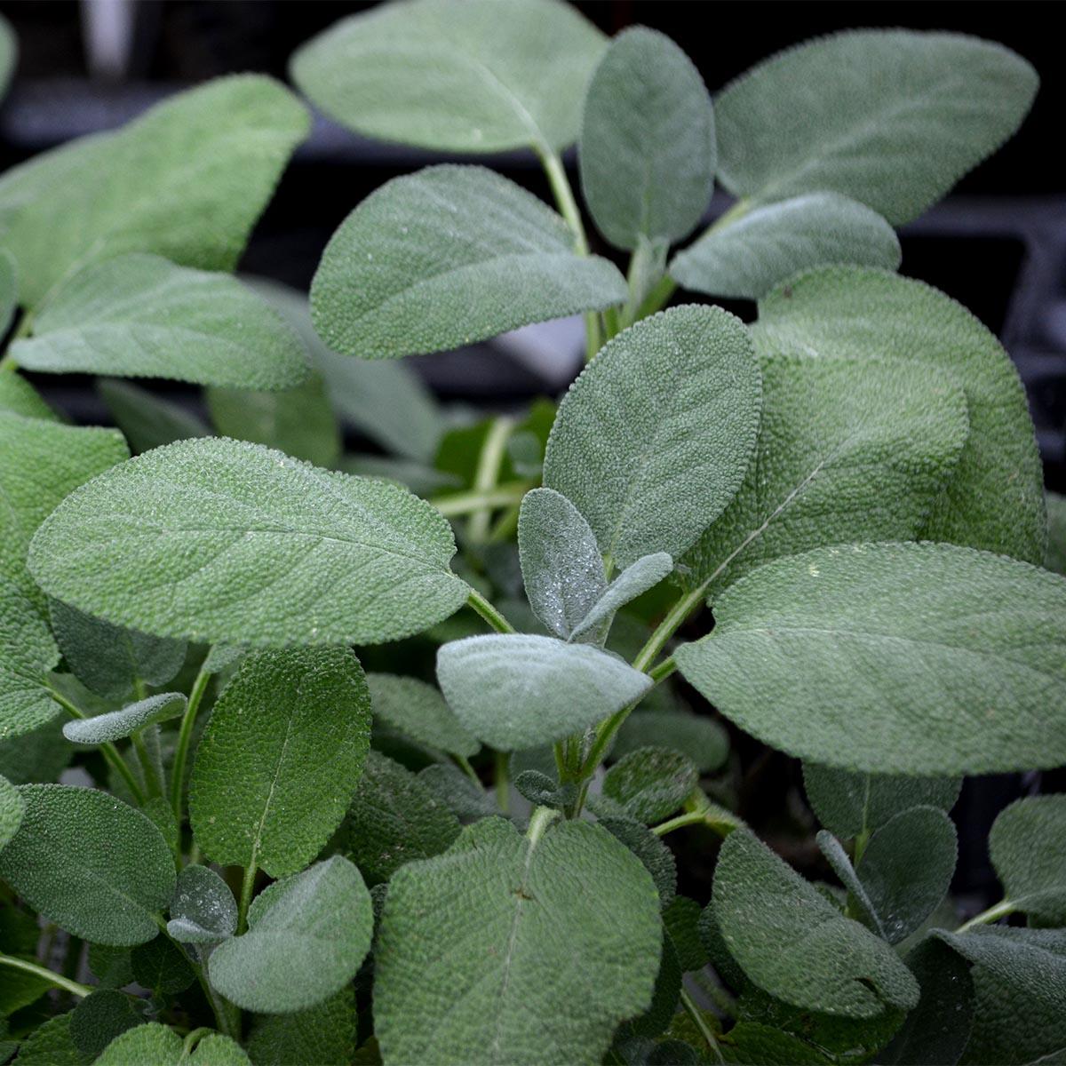 Salvia officinalis Berggarten - Berggarten officinal sage - A beautiful ...