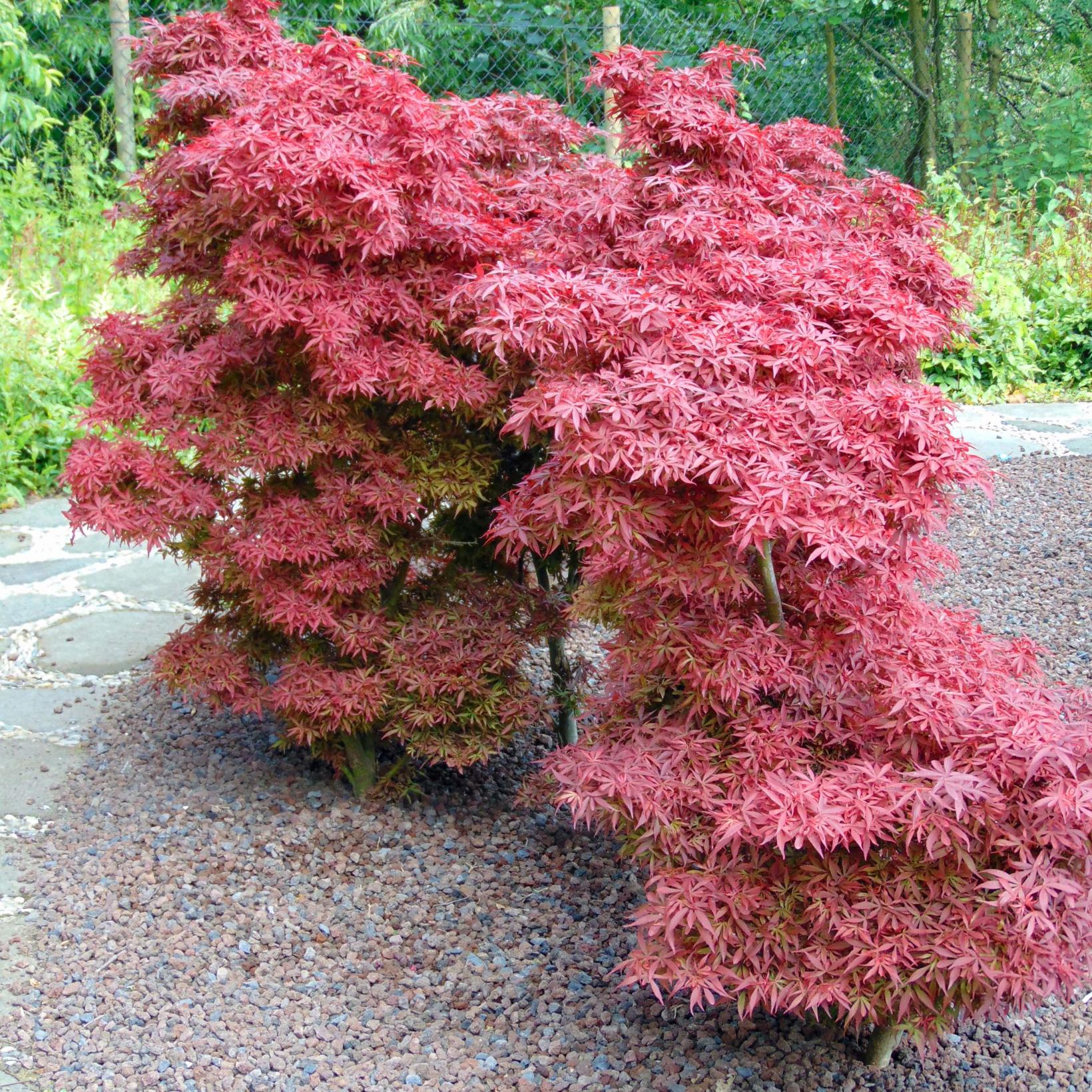 Acer palmatum Shaina - Compact maple with reddish-purple foliage