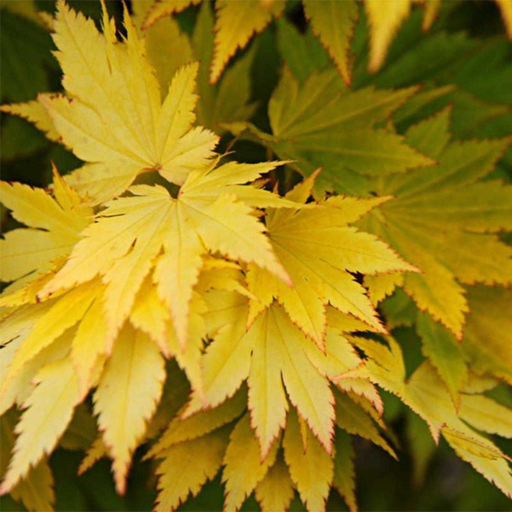 Acer shirasawanum Jordan - maple with lemon yellow foliage