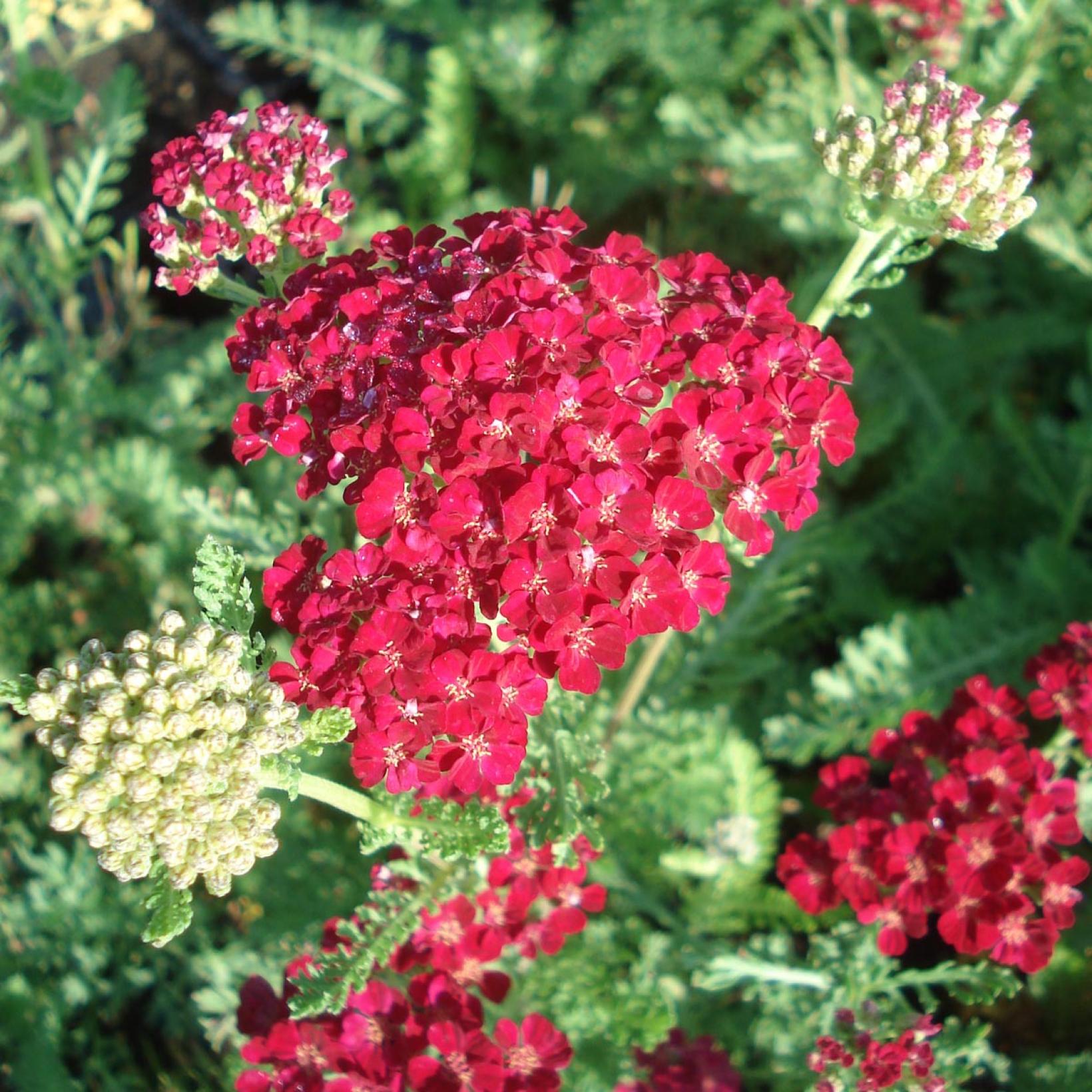Yarrow 'Pomegranate' - velvety red garnet flowers.