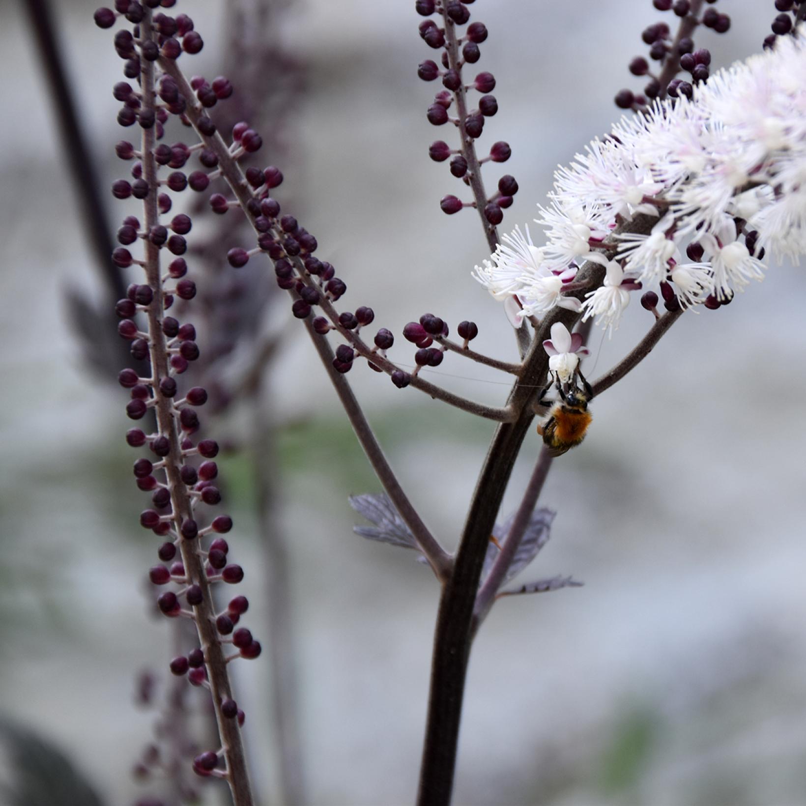 Actaea Queen of Sheba - variety obtained by Piet Oudolf.