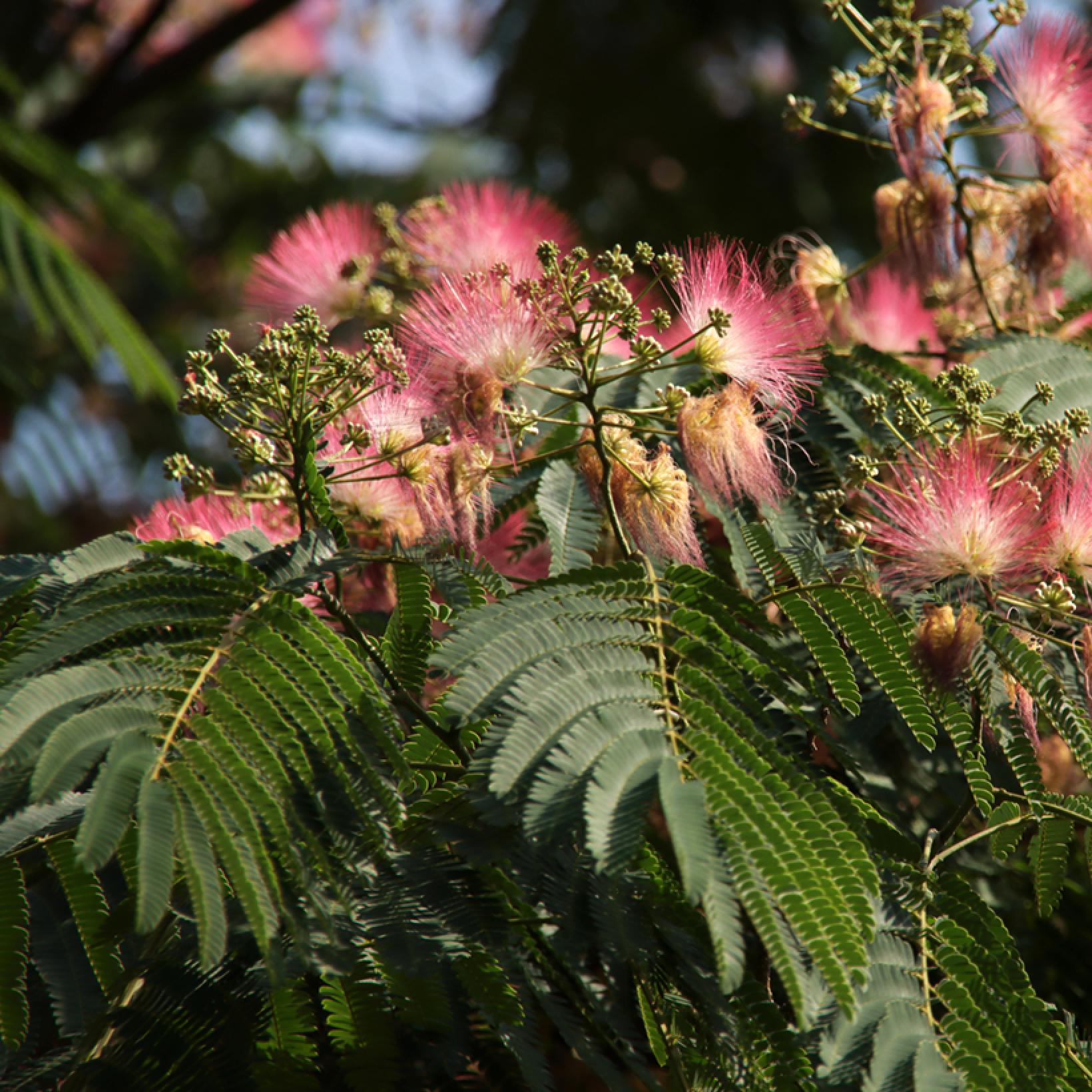 Albizia julibrissin Bristle - Silk tree - Constantinople Acacia