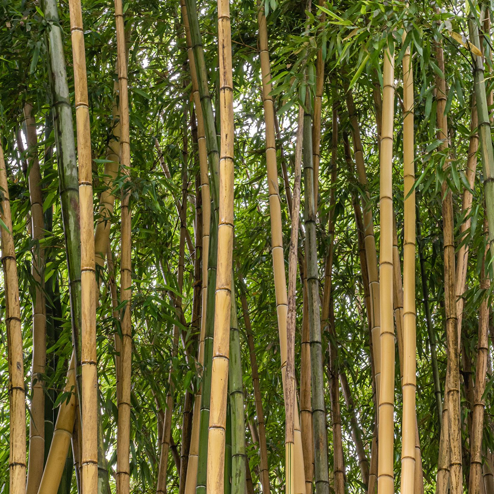 Bambusa multiplex Alphonse Karr - Indoor bamboo with striped canes.