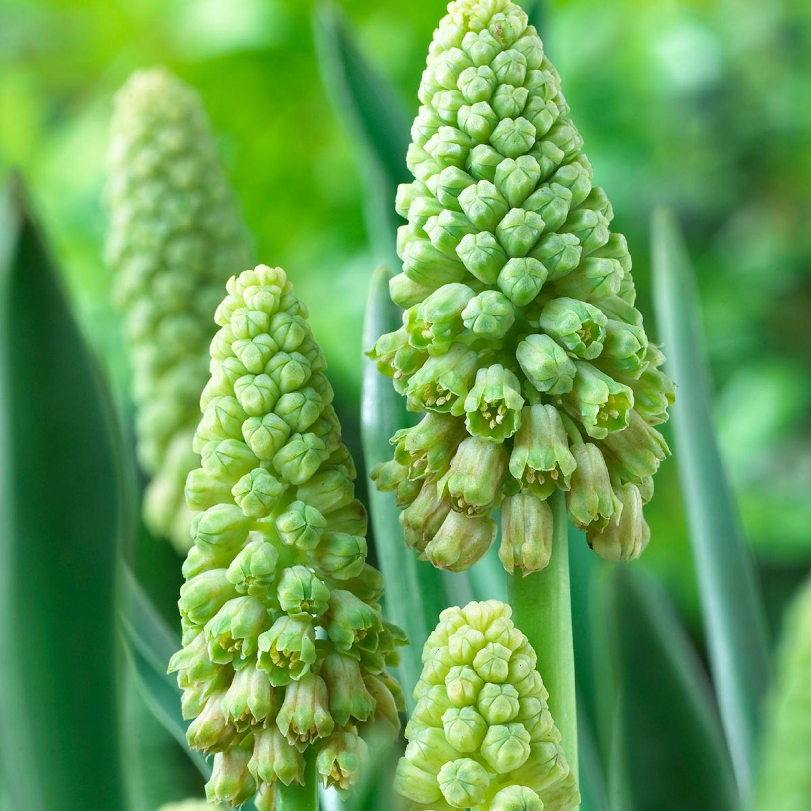 Bellevalia pycnantha Green Pearl - Muscari paradoxum - Small pale green ...