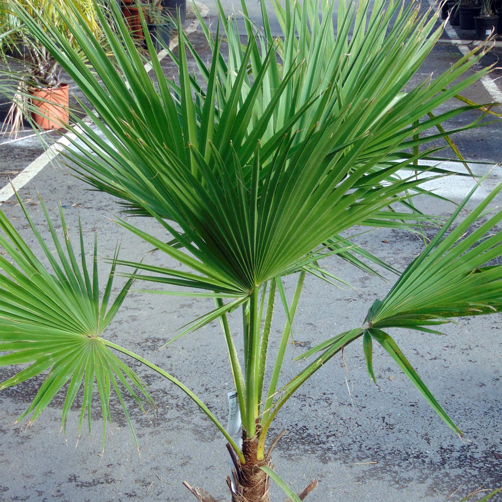 Mexican Palm - Brahea edulis with green leaf and easy to cultivate.