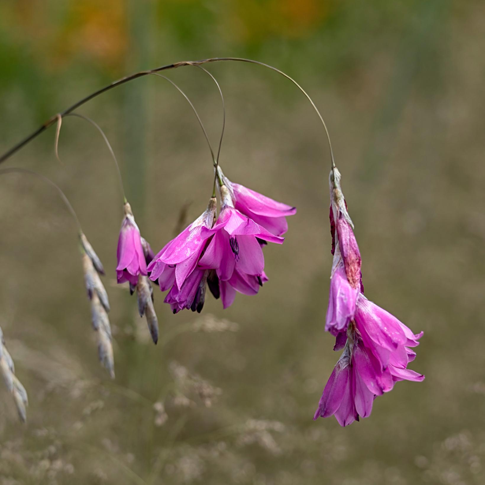 Dierama pulcherrimum - Angel's fishing rod - Graceful perennial with ...