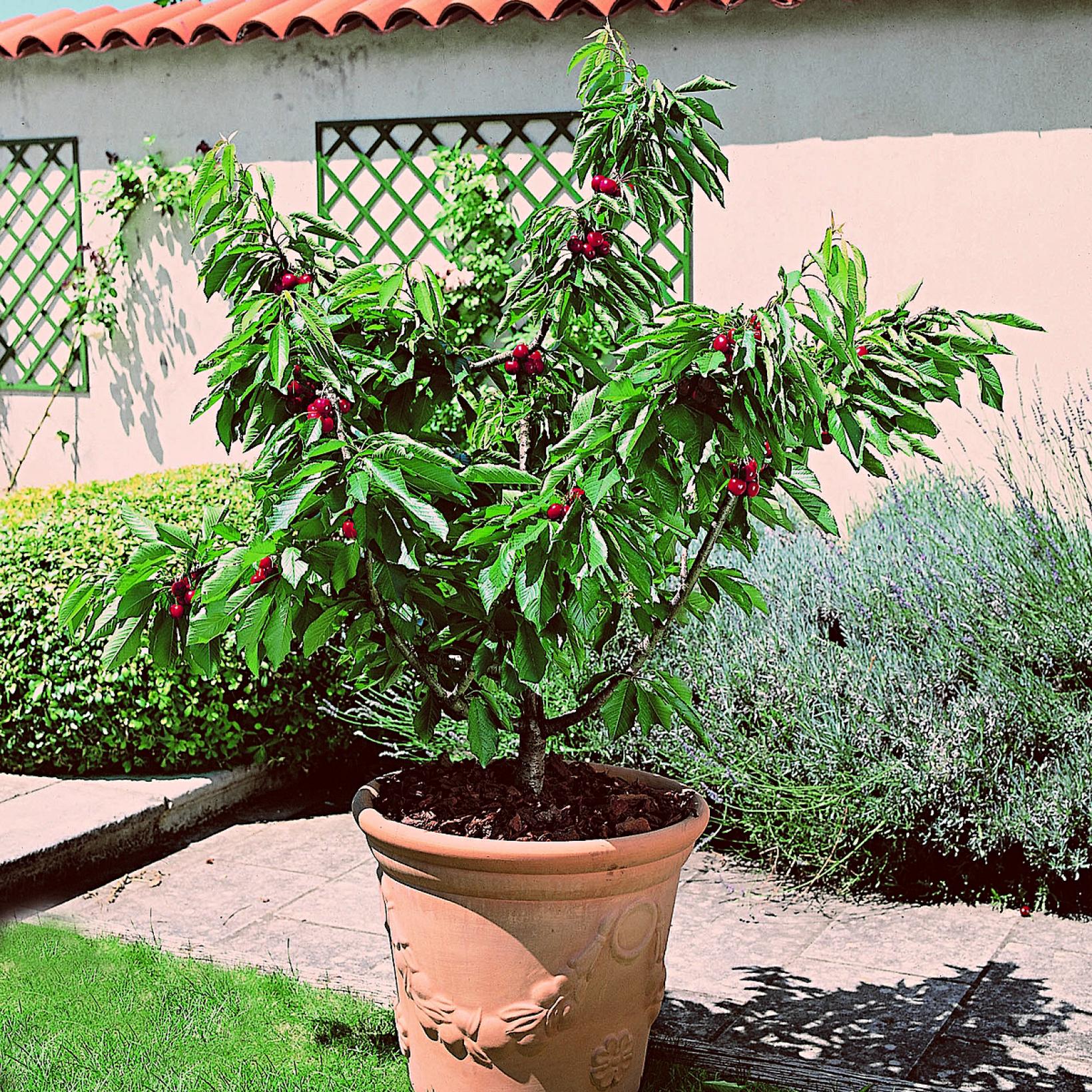 Dwarf Garden Bing® Cherry Tree - Self-fertile Prunus avium, for small gardens