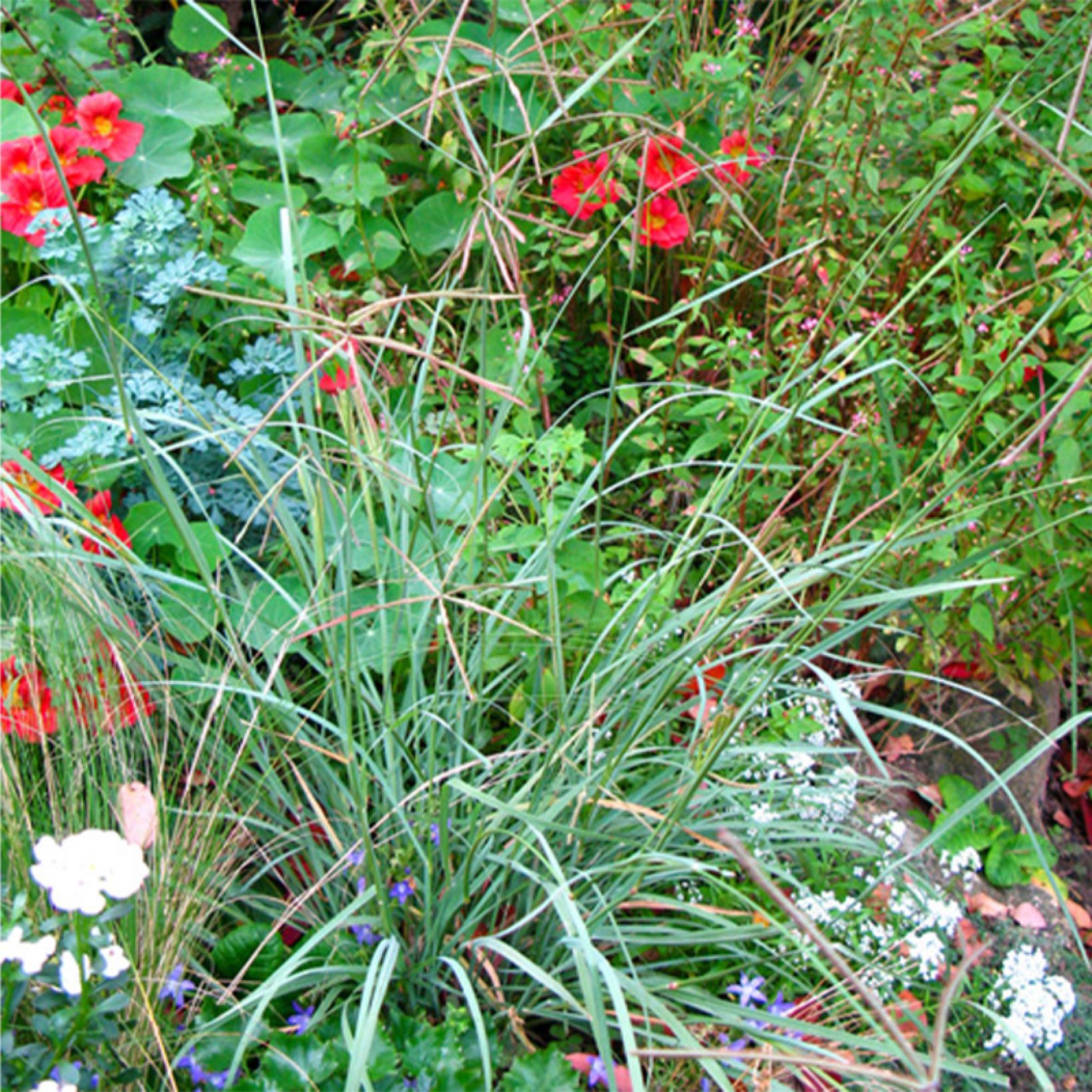 Chloris virgata - Feathery Rhodes Grass