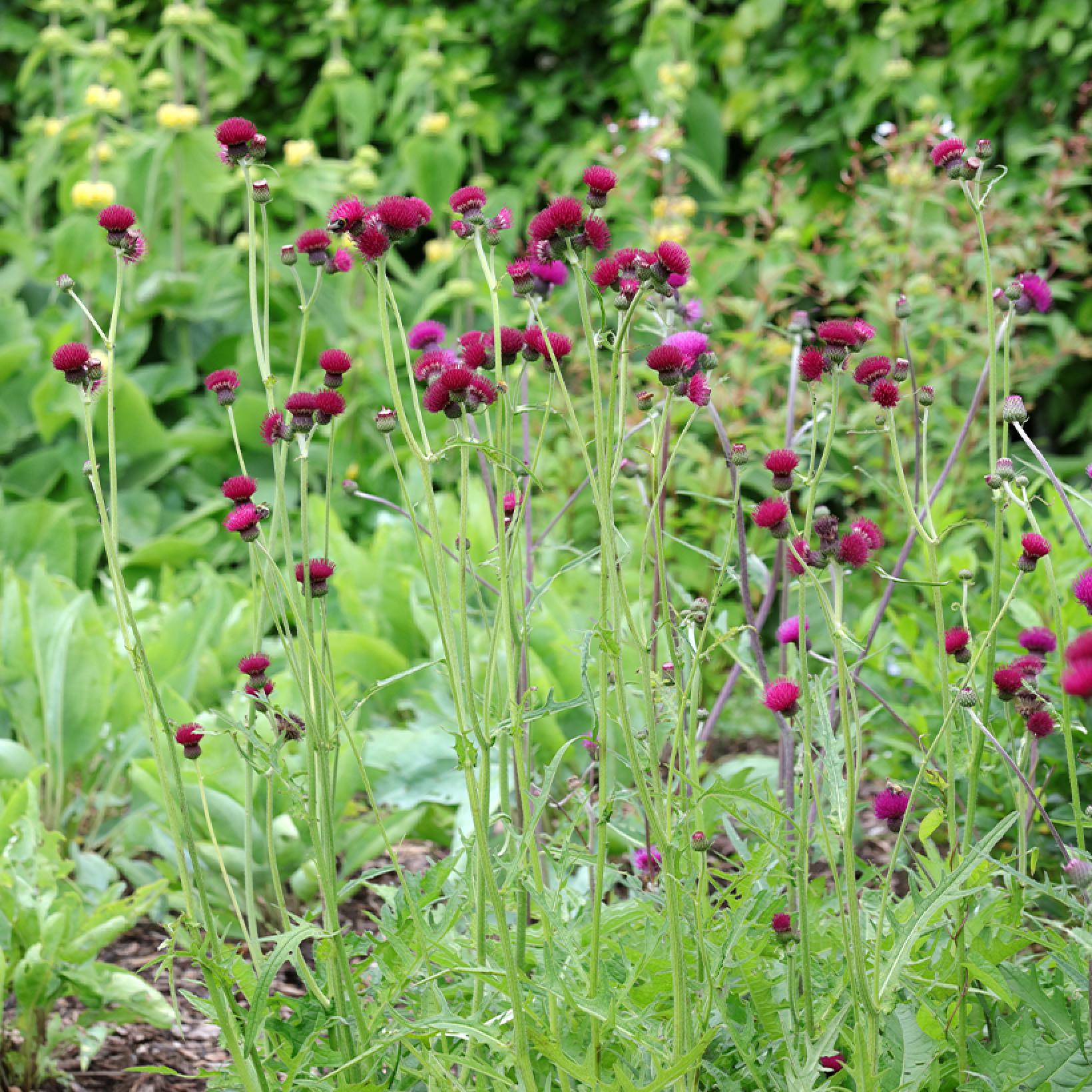 Cirsium rivulare 'Atropurpureum' - Plume Thistle