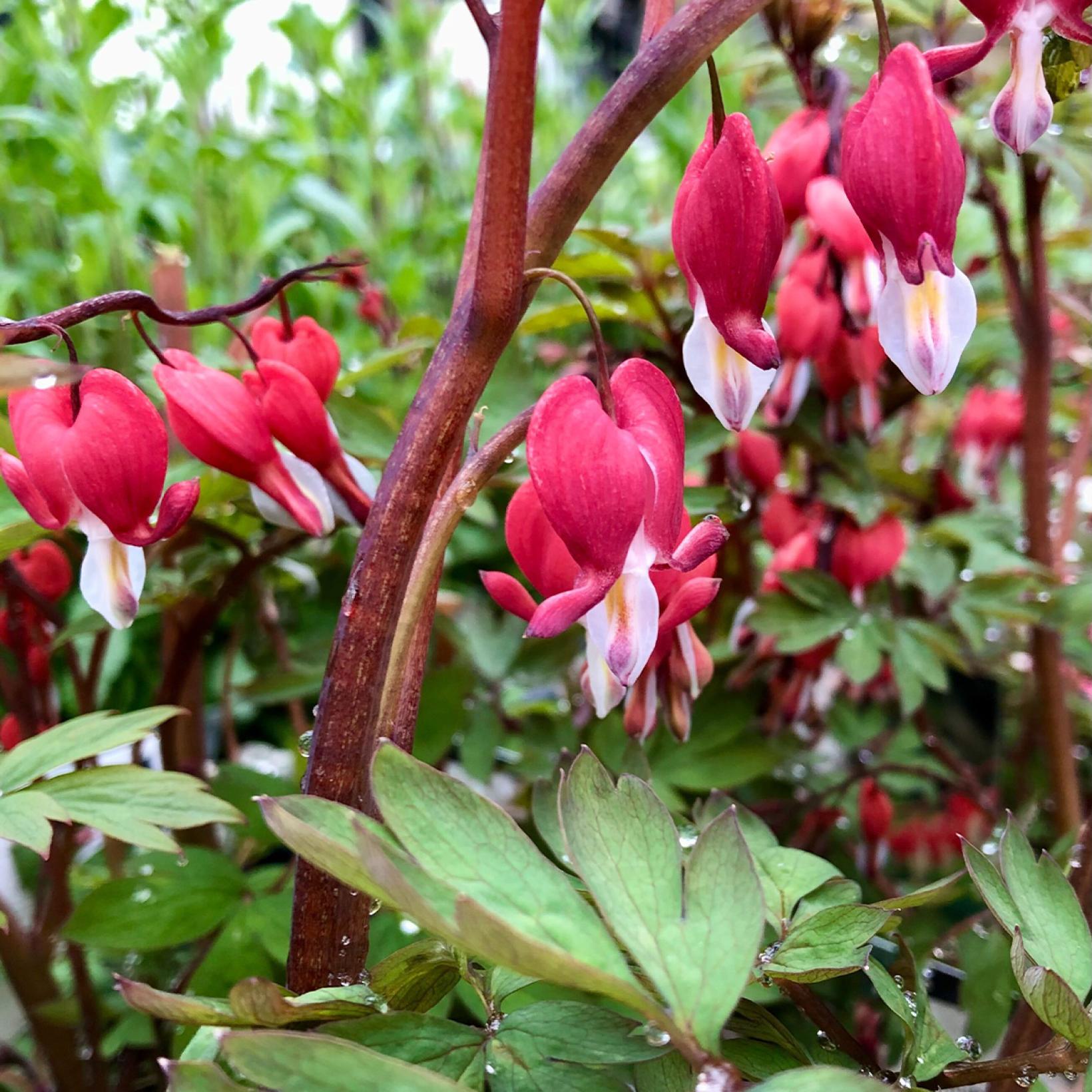 Dicentra spectabilis 'Valentine' - Compact Bleeding Heart, a perennial ...