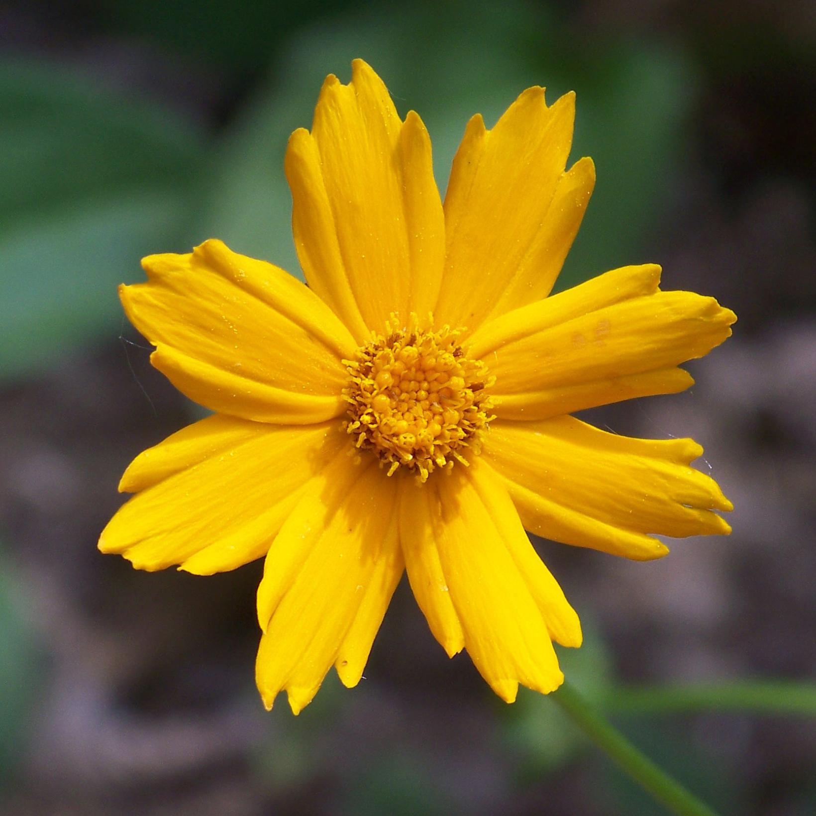 Coreopsis auriculata Nana - Very compact Ear-leaved Coreopsis, with ...