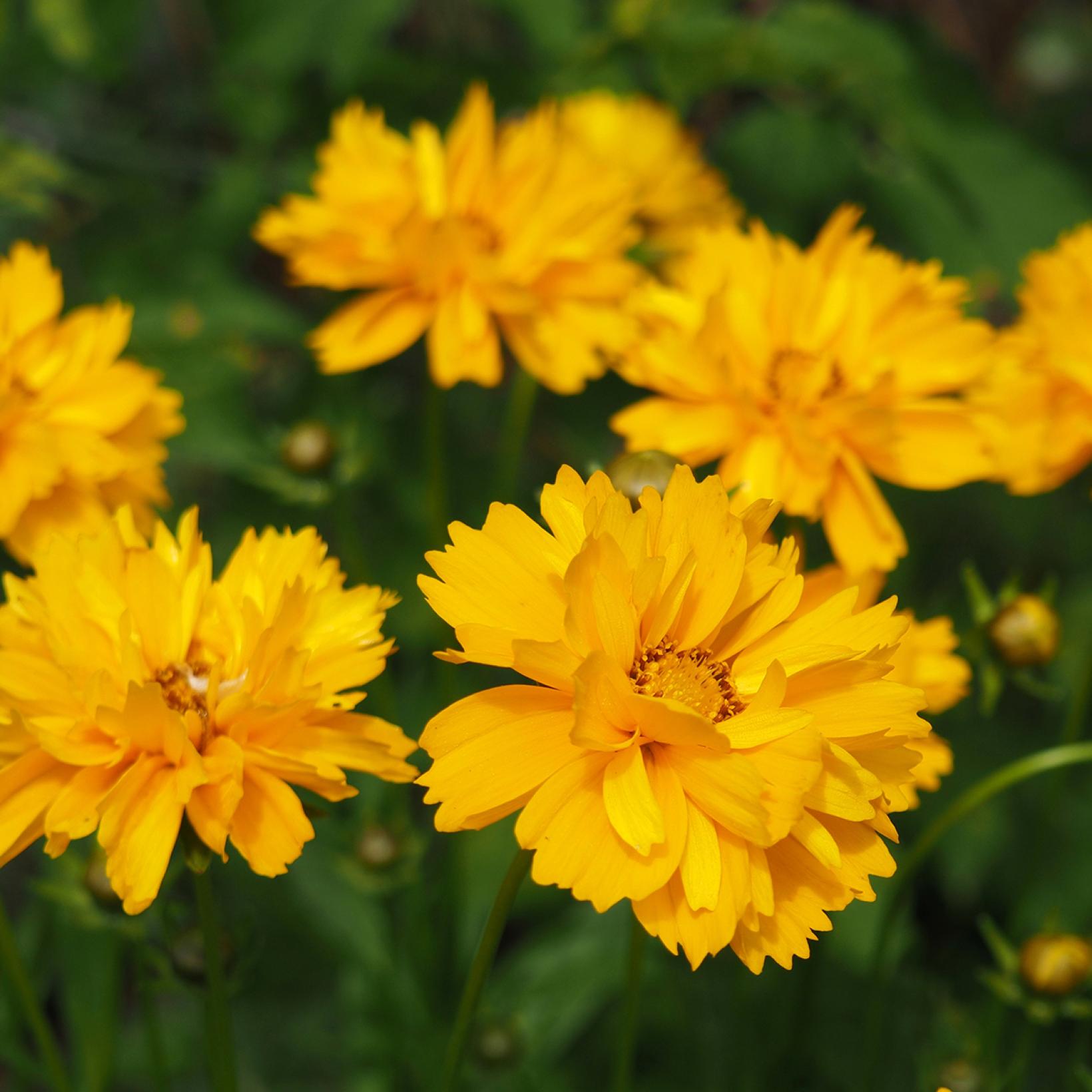 Coreopsis grandiflora 'Sunray' - Large-flowered Coreopsis with double ...