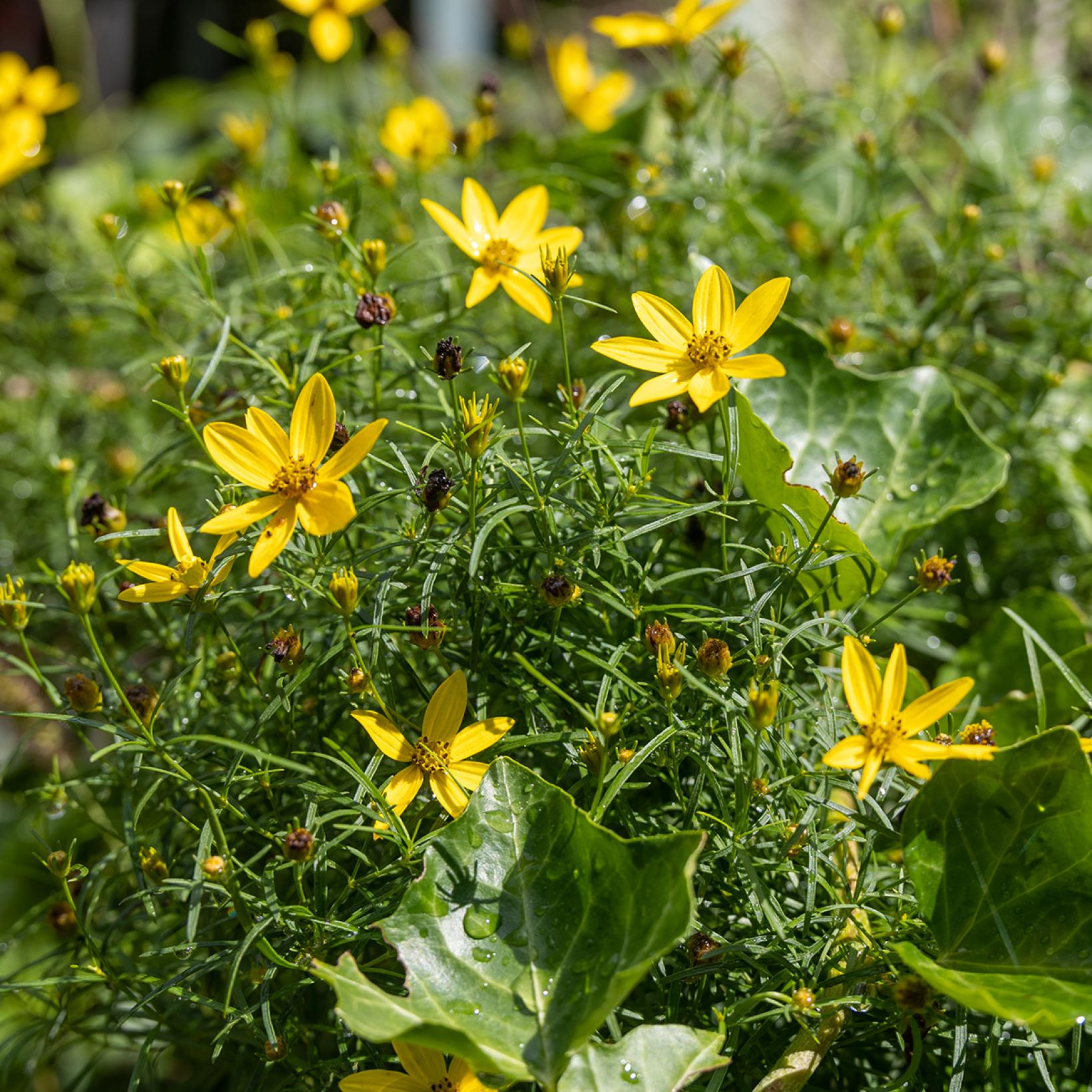 Coreopsis verticillata 'Zagreb' - Tufted coreopsis with golden-yellow ...
