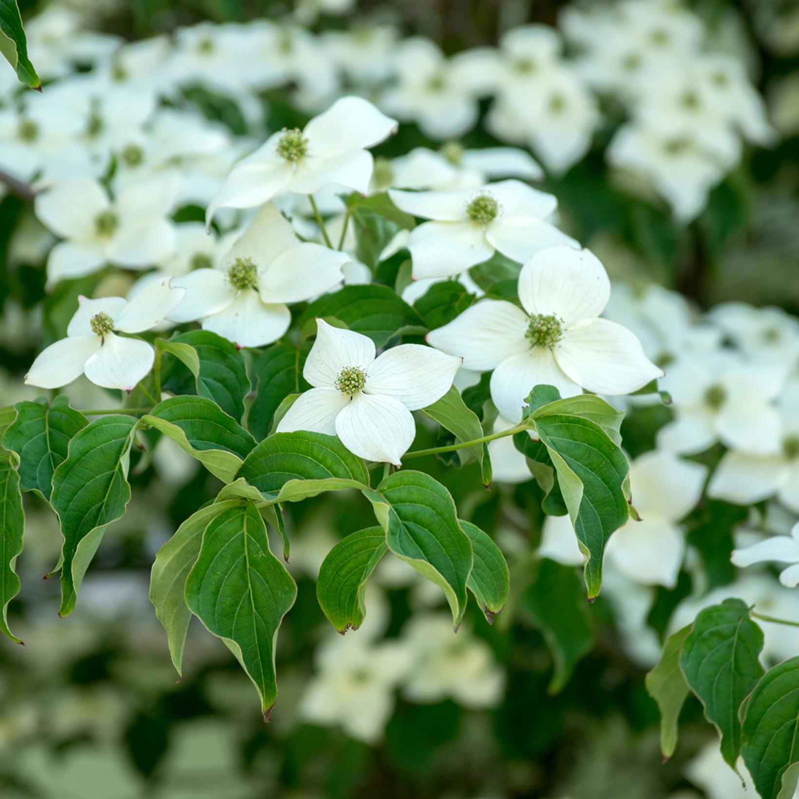 Cornus kousa Milky Way - flowering dogwood with abundant flowering.