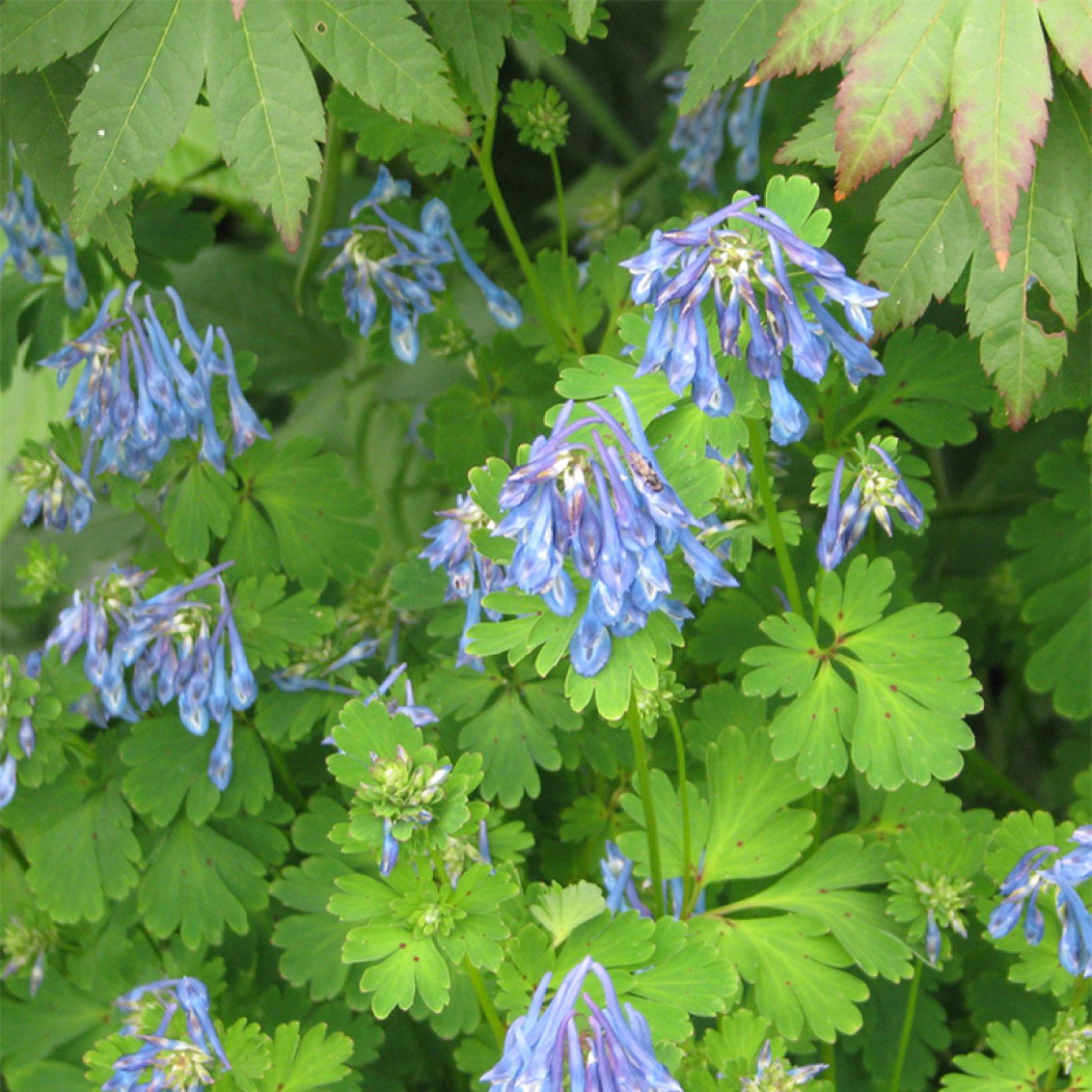 Corydalis flexuosa 'Purple Leaf' - a perennial shade plant with blue ...