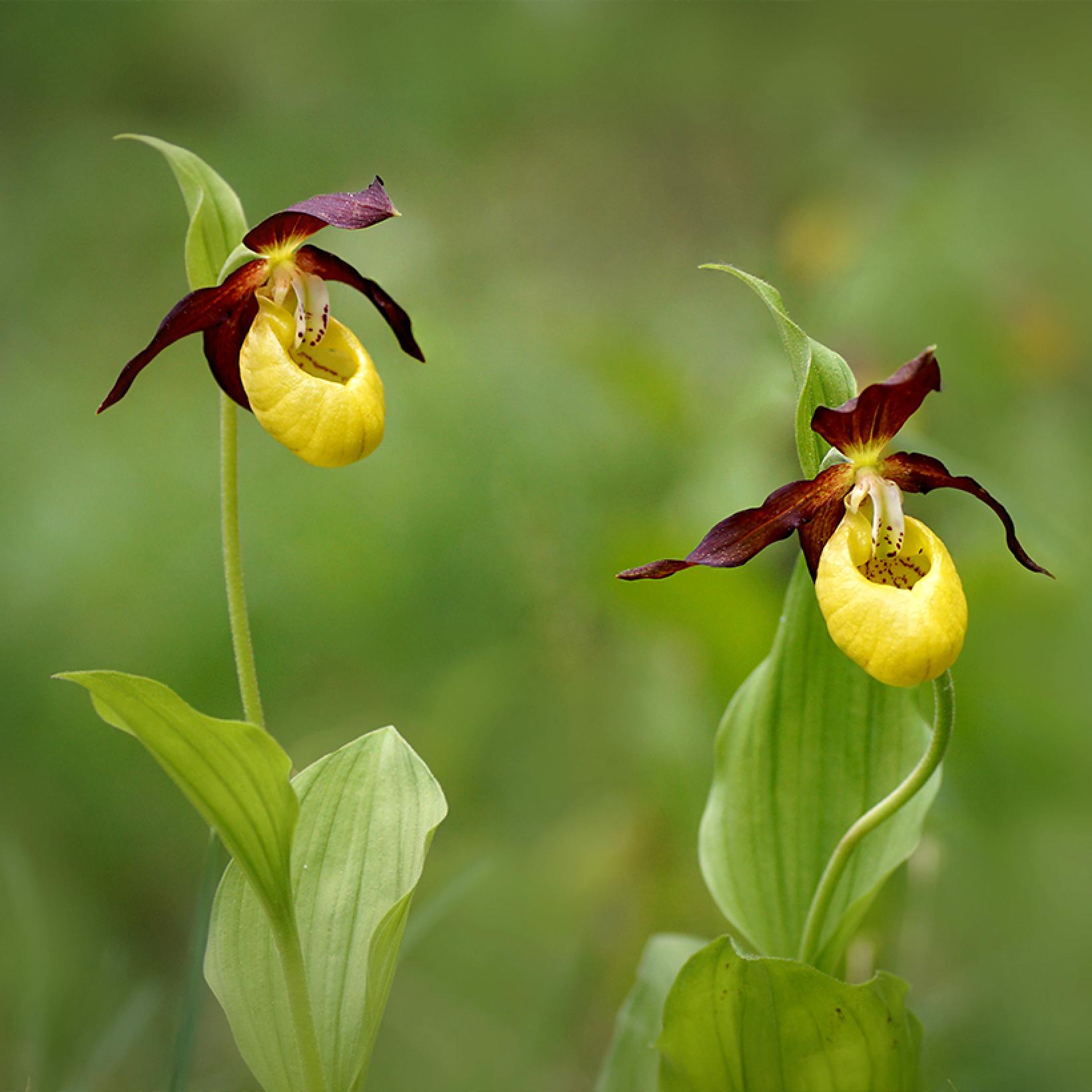 Cypripedium calceolus - Yellow Venus Slipper - Garden Orchid
