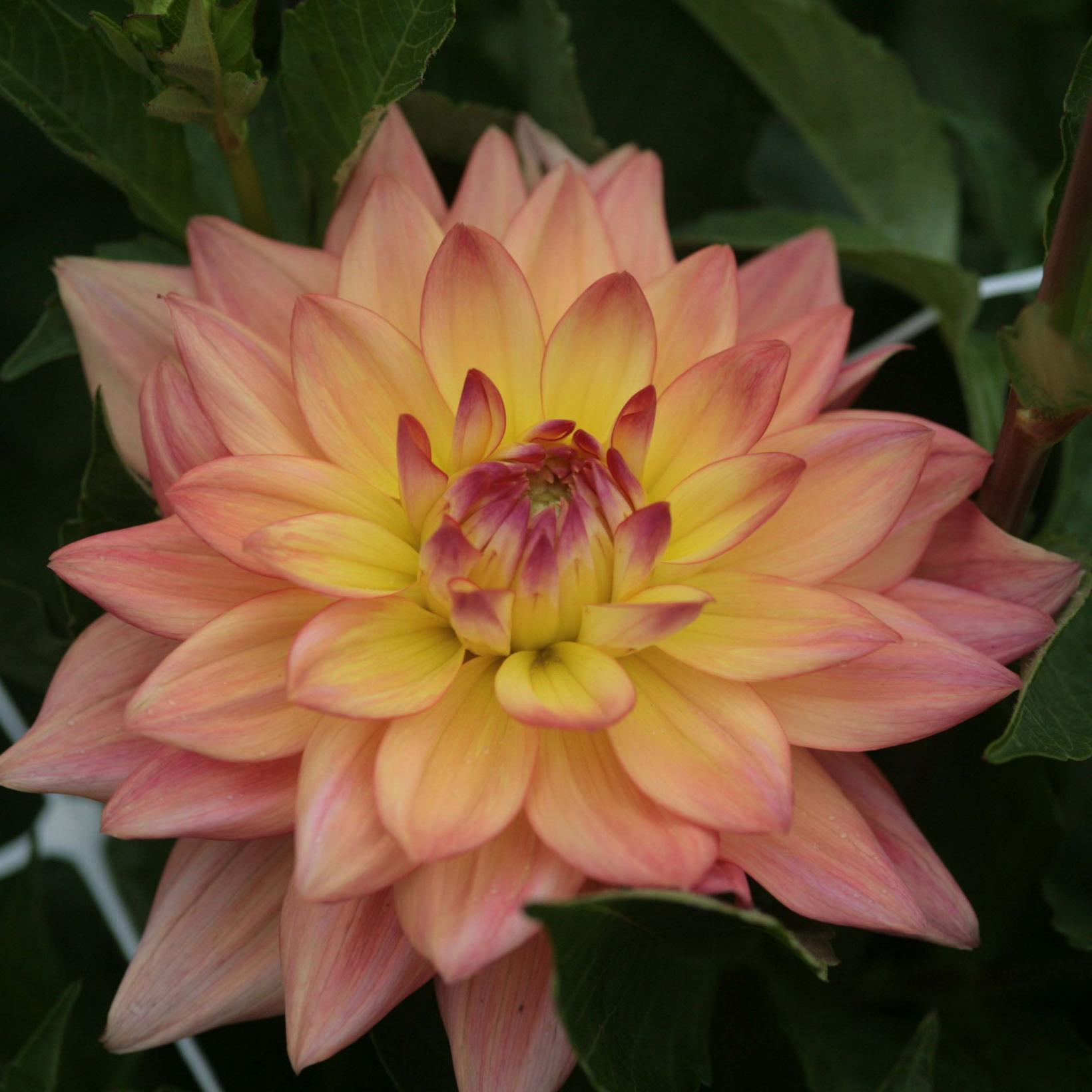 Dahlia 'Melody Dora' - Half-dwarf Decorative Dahlia - Pink-orange ...