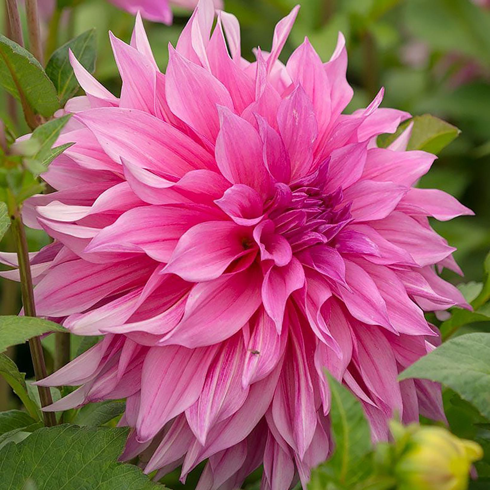 Dahlia Café au Lait Rosé - Dahlia with enormous pale-pink double flowers.