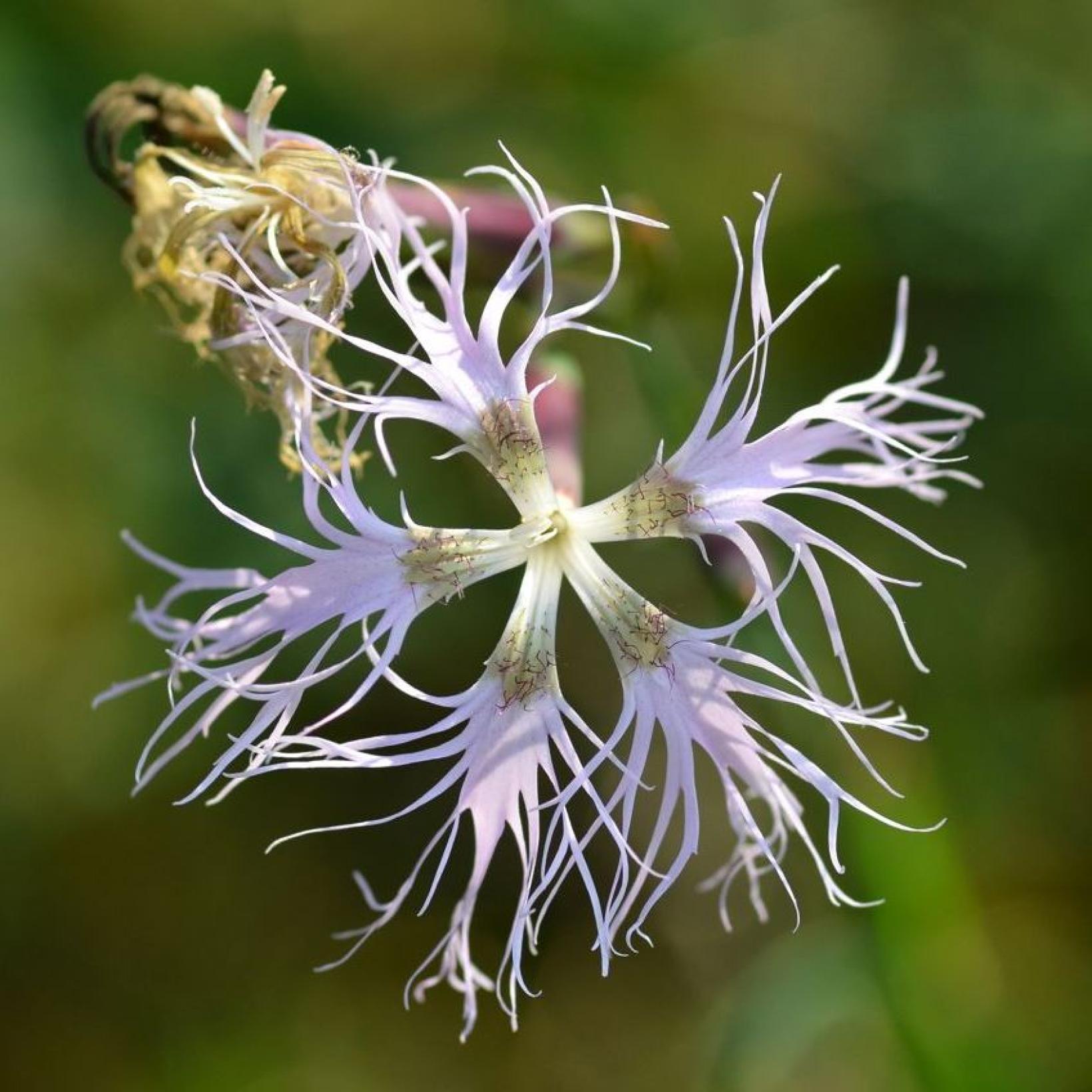 Dianthus superbus - Superb flowering carnation with fragrant lilac-pink ...