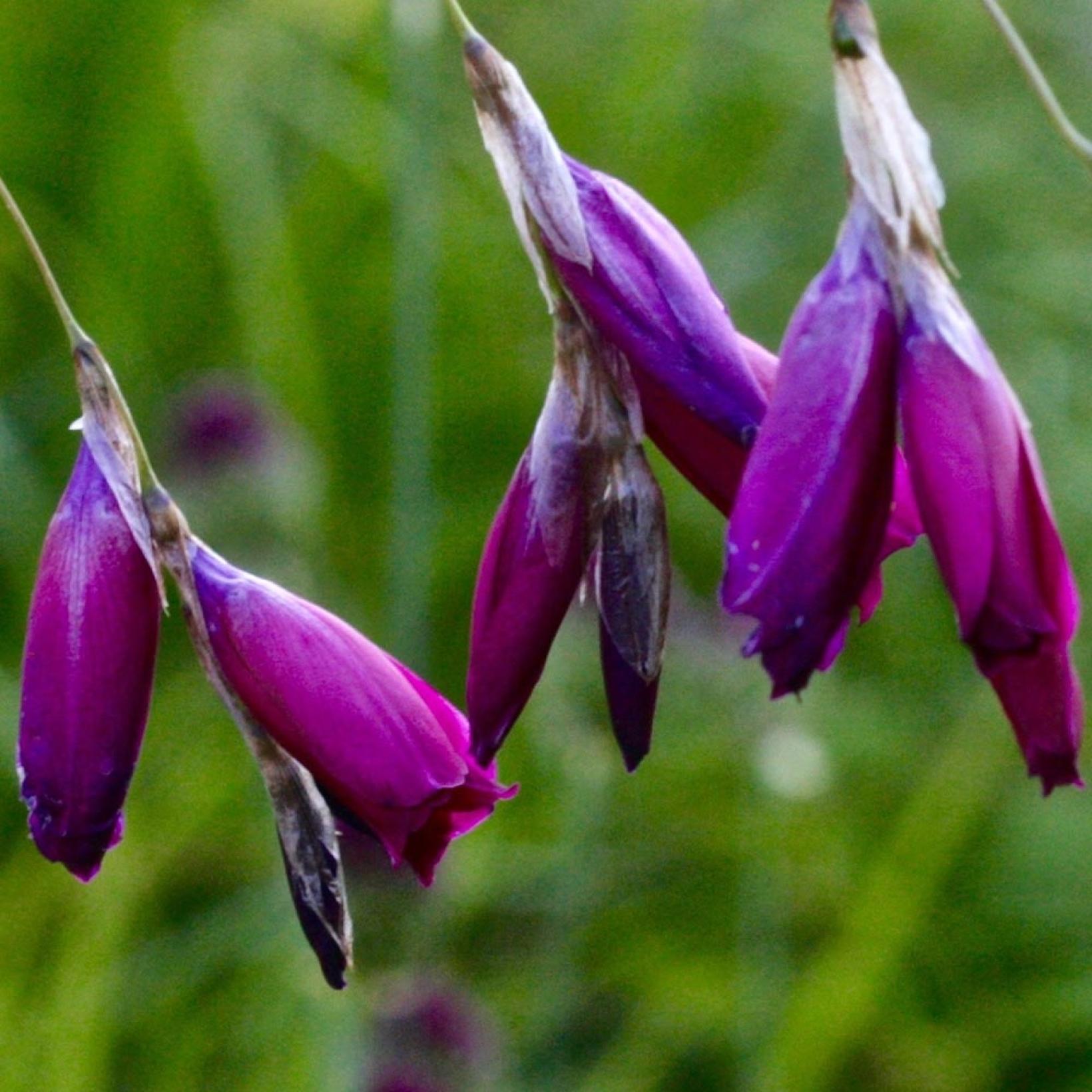 Dierama pulcherrimum Dark Cerise - Angel's Fishing Rod with dark cherry ...