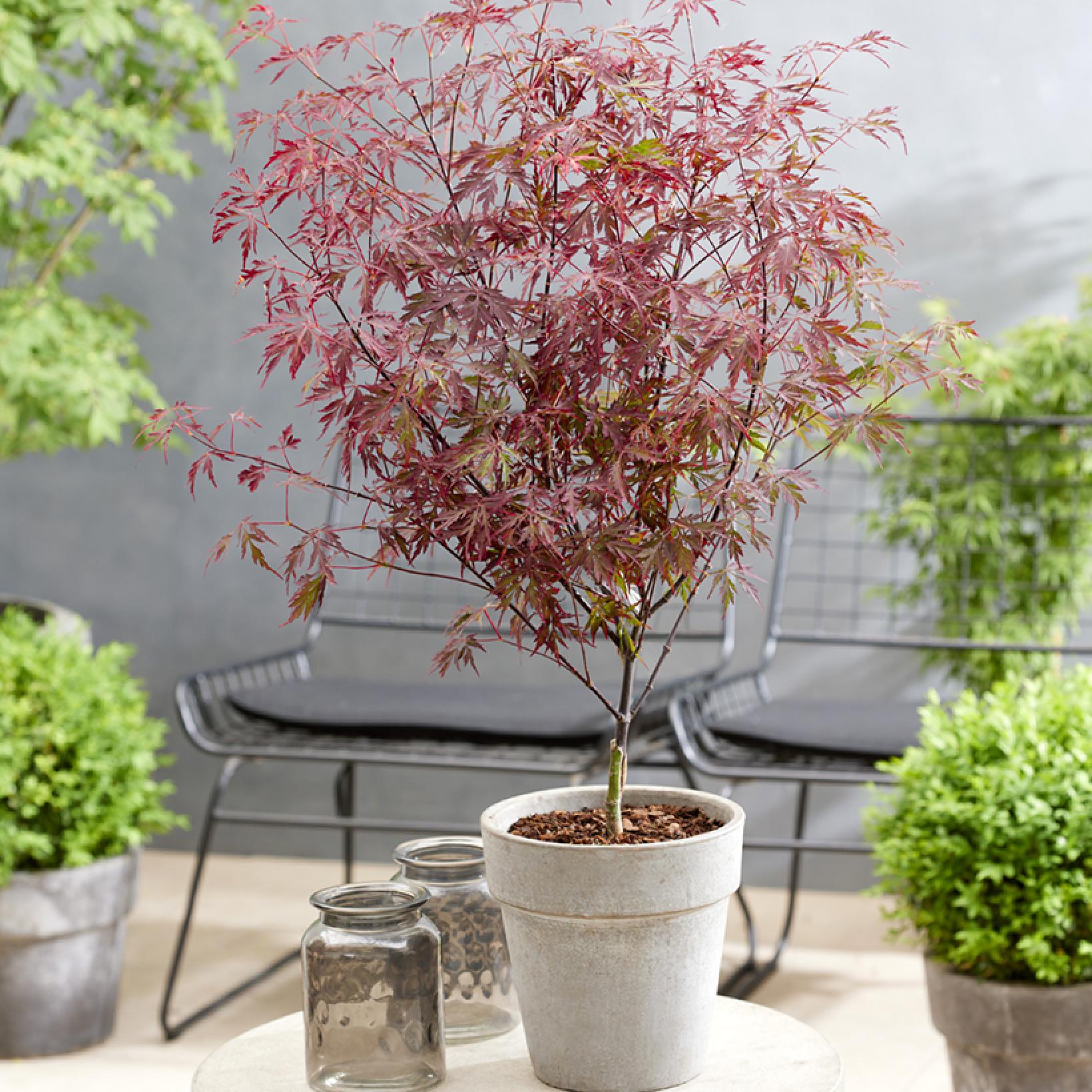 Acer palmatum Royal Garnet - Japanese Maple with deeply incised deep ...