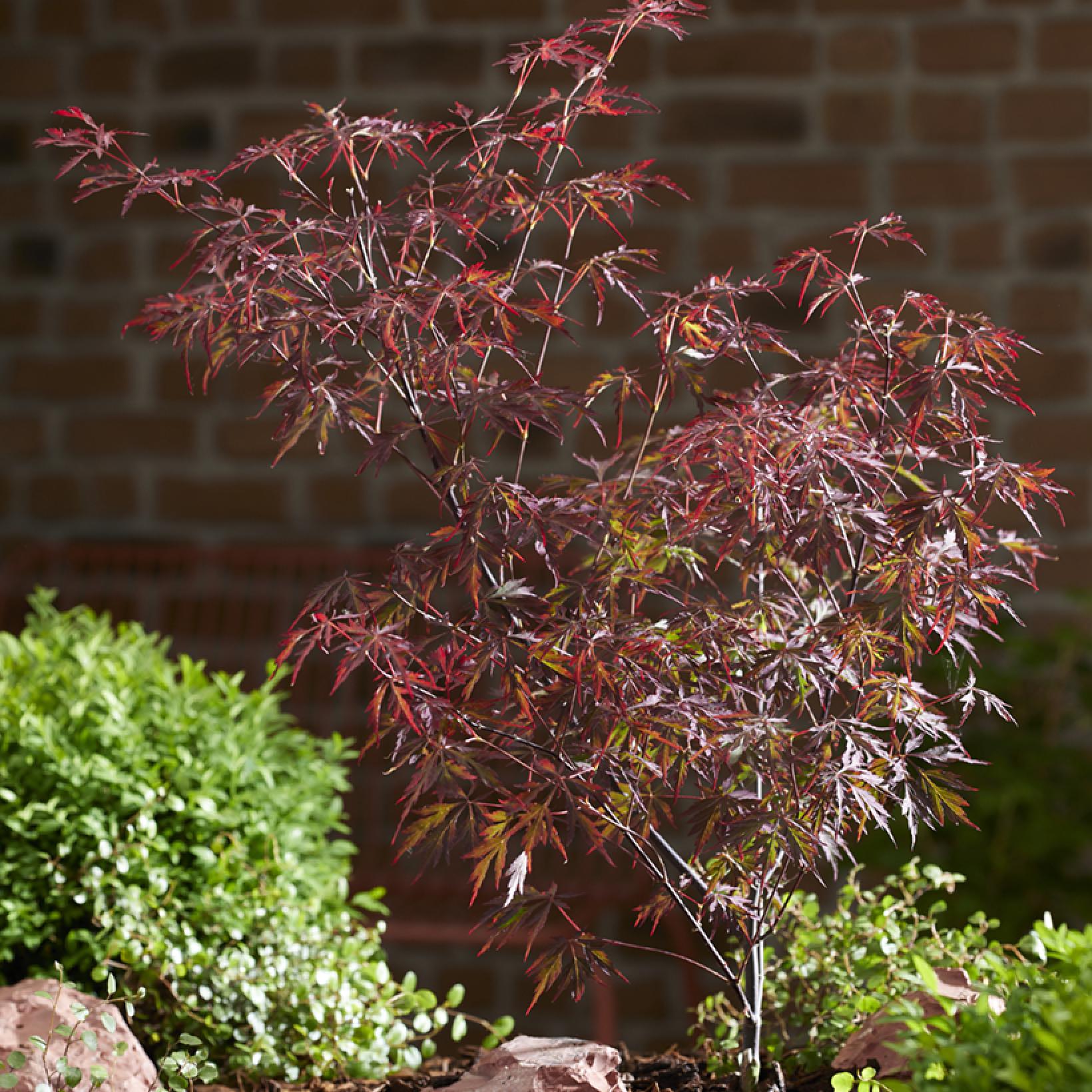 Acer palmatum Royal Garnet - Japanese Maple with deeply incised deep ...