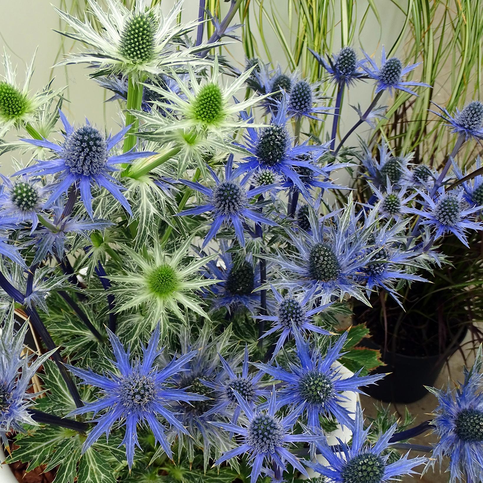 Eryngium zabelii 'Big Blue' - Sea Holly - A highly decorative blue Thistle