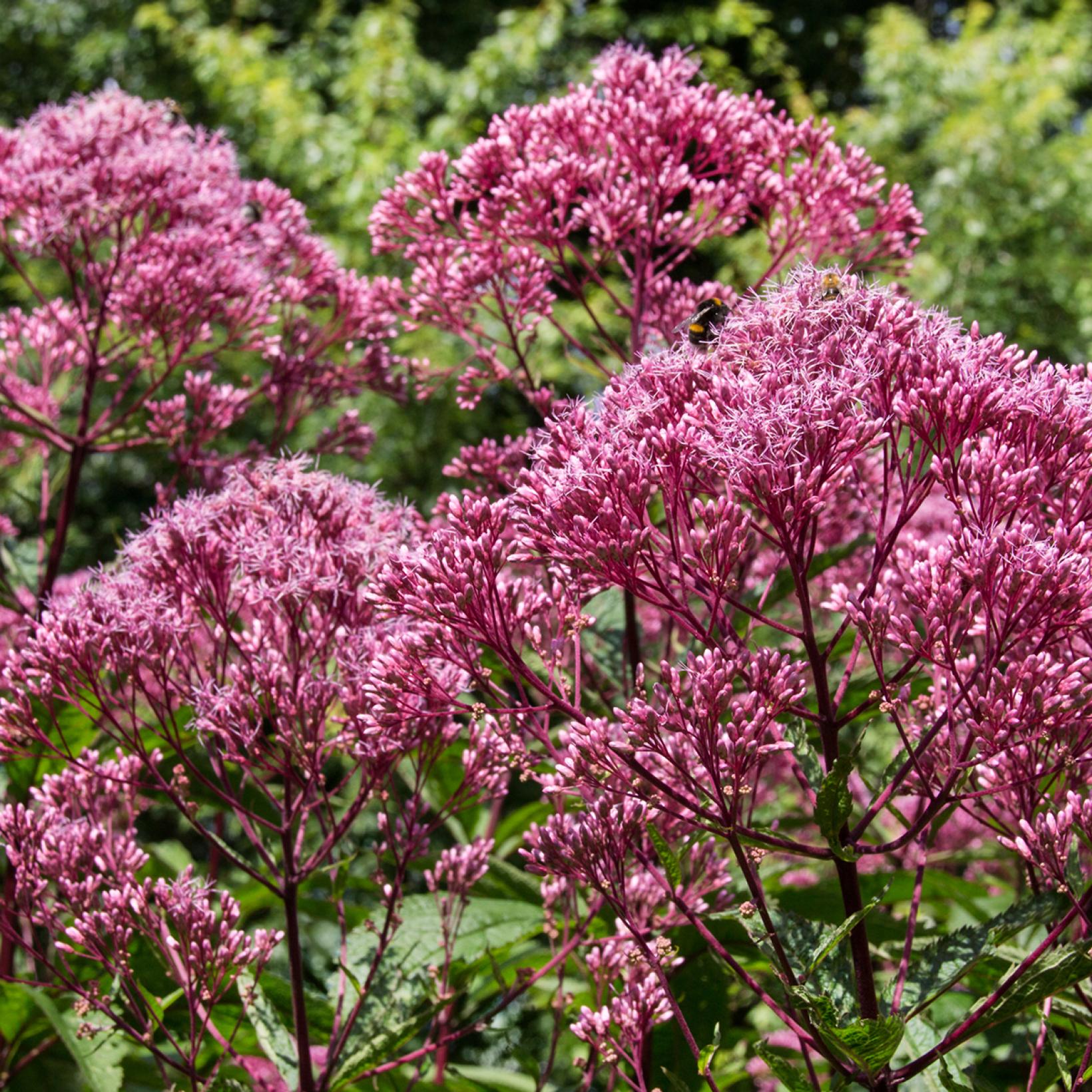 Eupatorium maculatum Atropurpureum - Maculate Eupatorium with purple ...