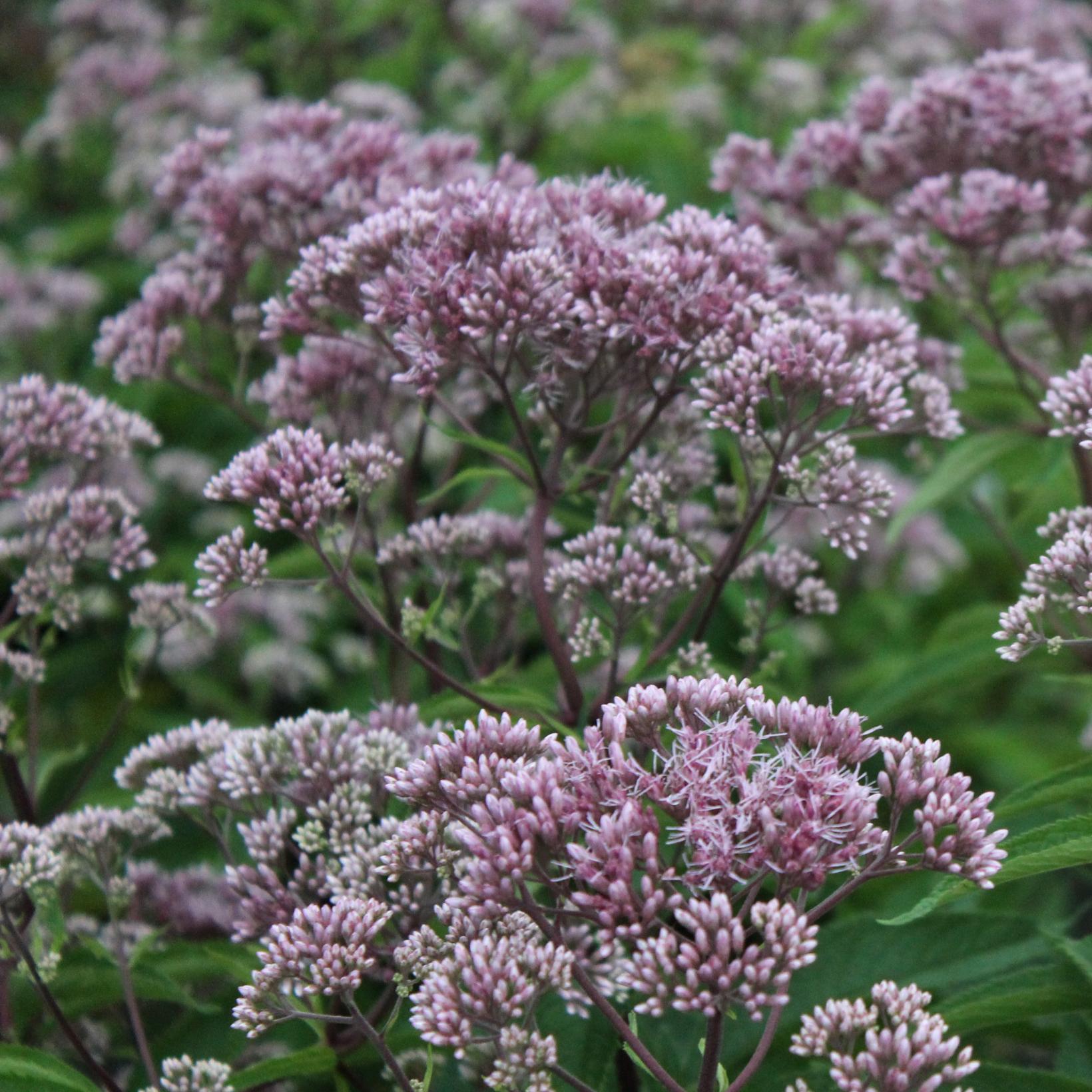 Eupatorium maculatum Phantom - Spotted Eupatorium with lilac-pink flowers