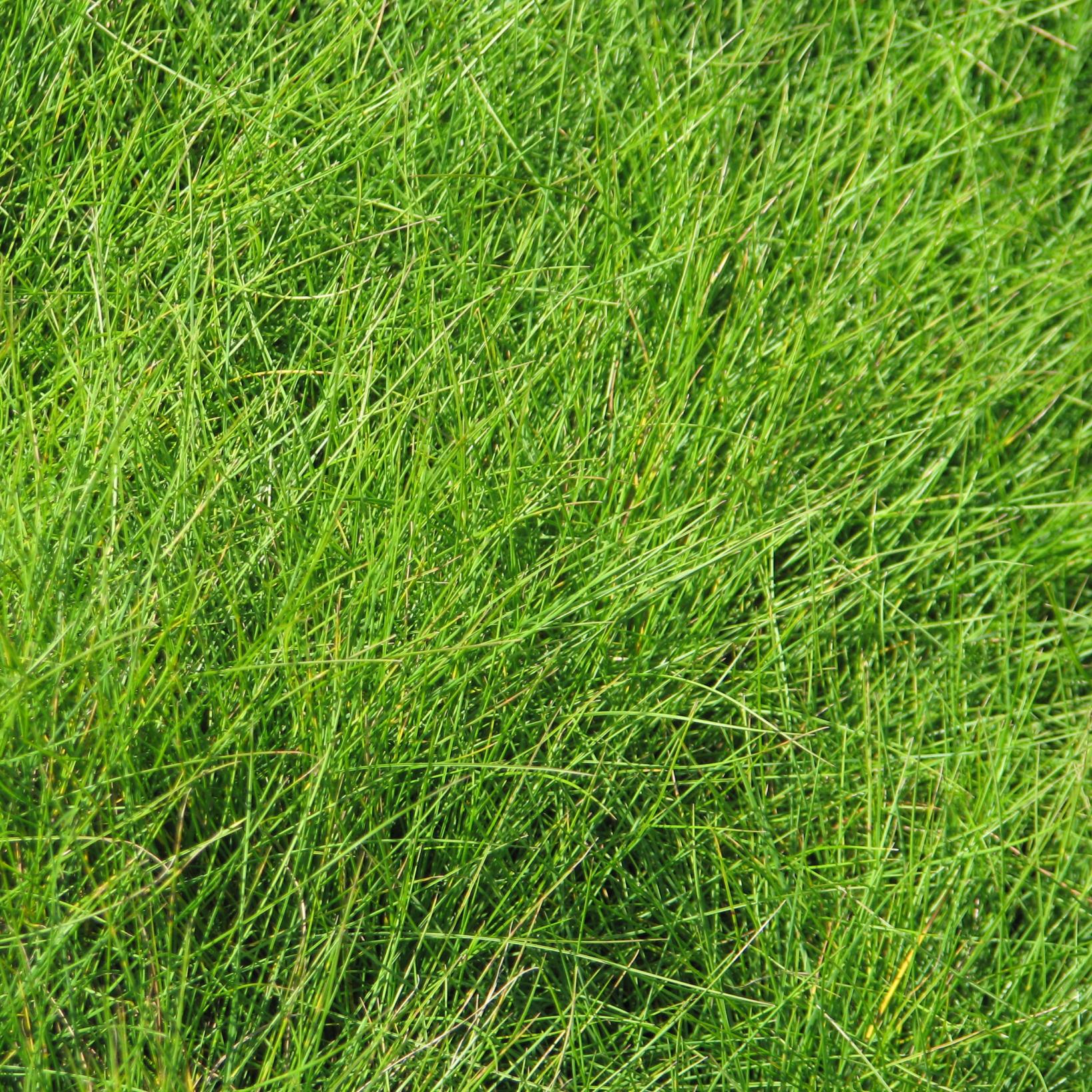 Sheep's fescue - Festuca filiformis - A small perennial grass with fine ...