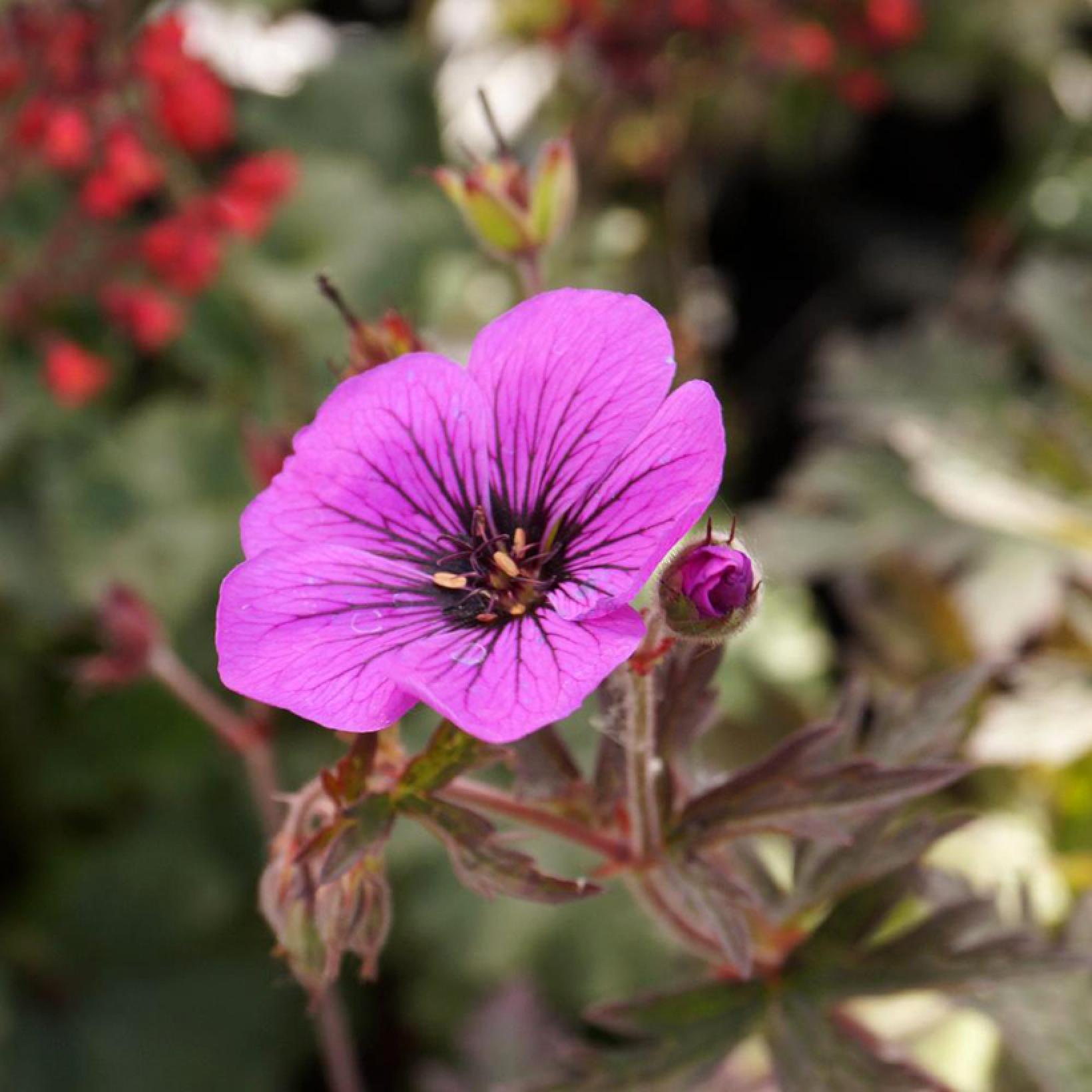 Geranium pratense Dark Eyes - Meadow cranesbill with purple foliage and ...