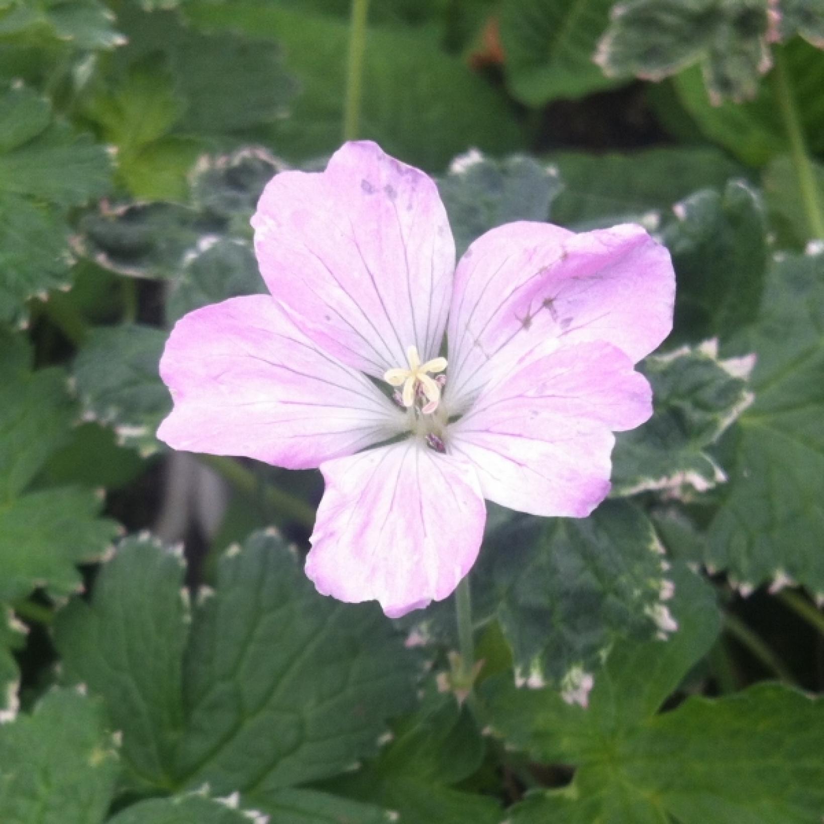Perennial Geranium Dreamland - A very long flowering period in pink.