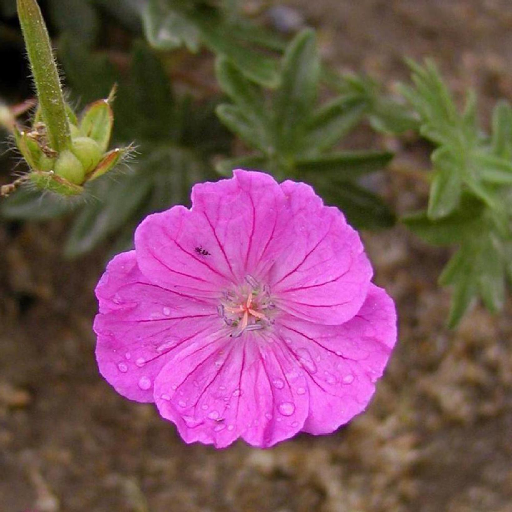 Perennial Geranium sanguineum Vision - Compact young plant covered with ...