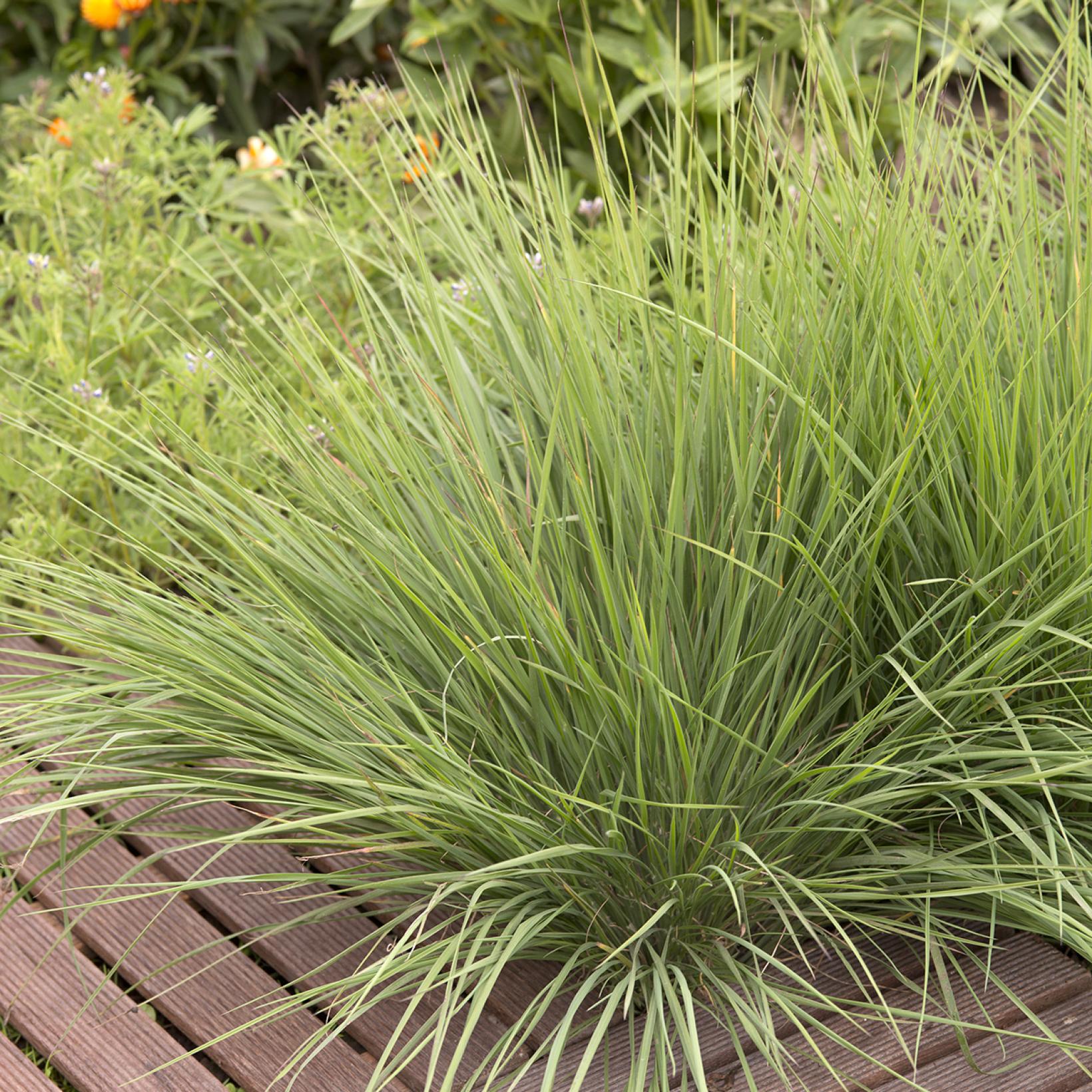 Melinis nerviglumis 'Karoo Queen' - Seeds - A perennial grass with ...