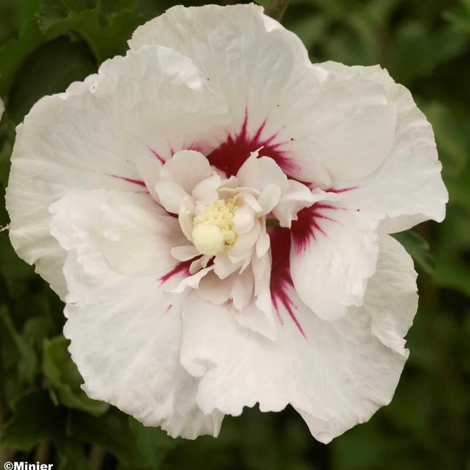 Hibiscus syriacus French Point - White-flowered hibiscus with red markings