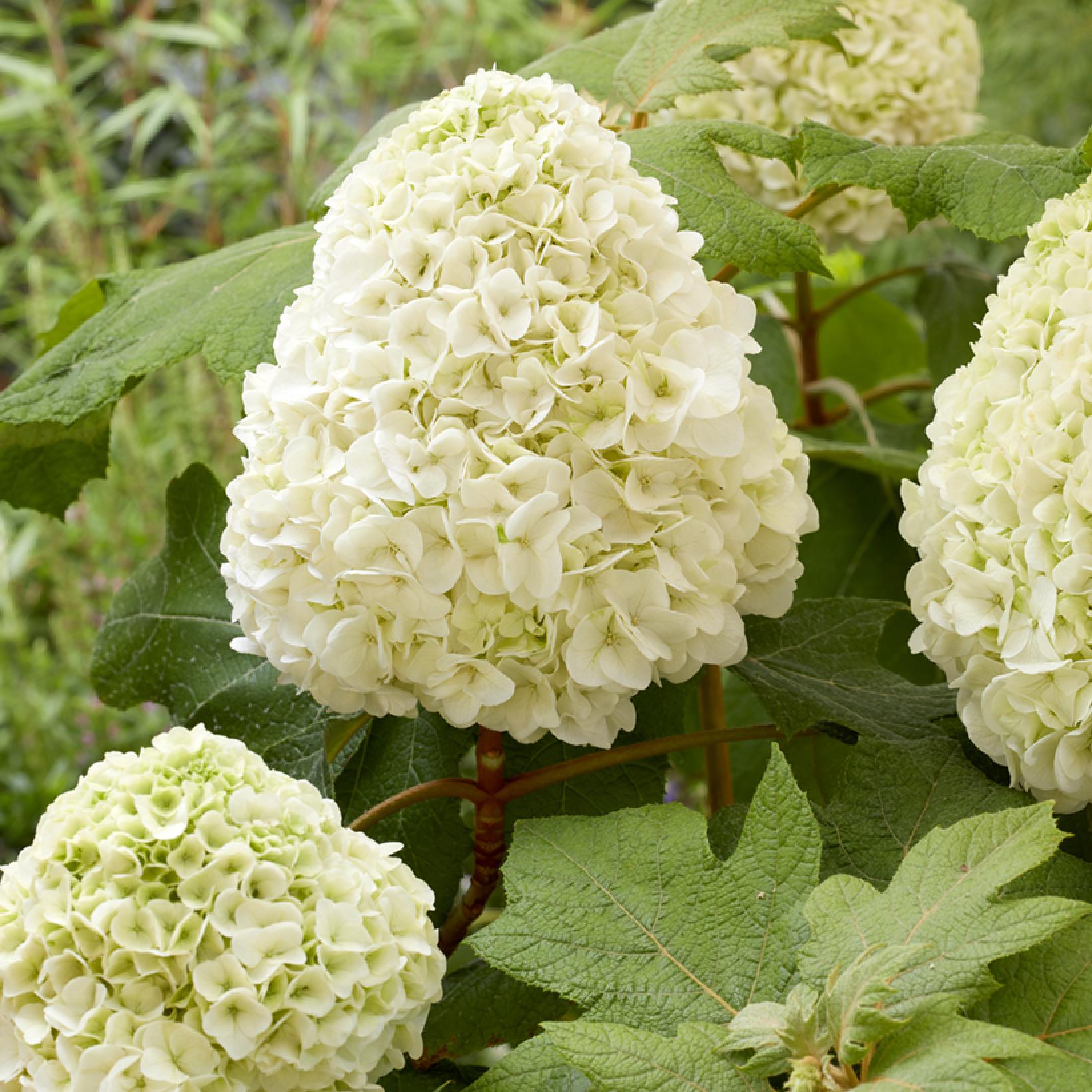 Hydrangea quercifolia 'Tara' - Oakleaf Hydrangea with white panicles